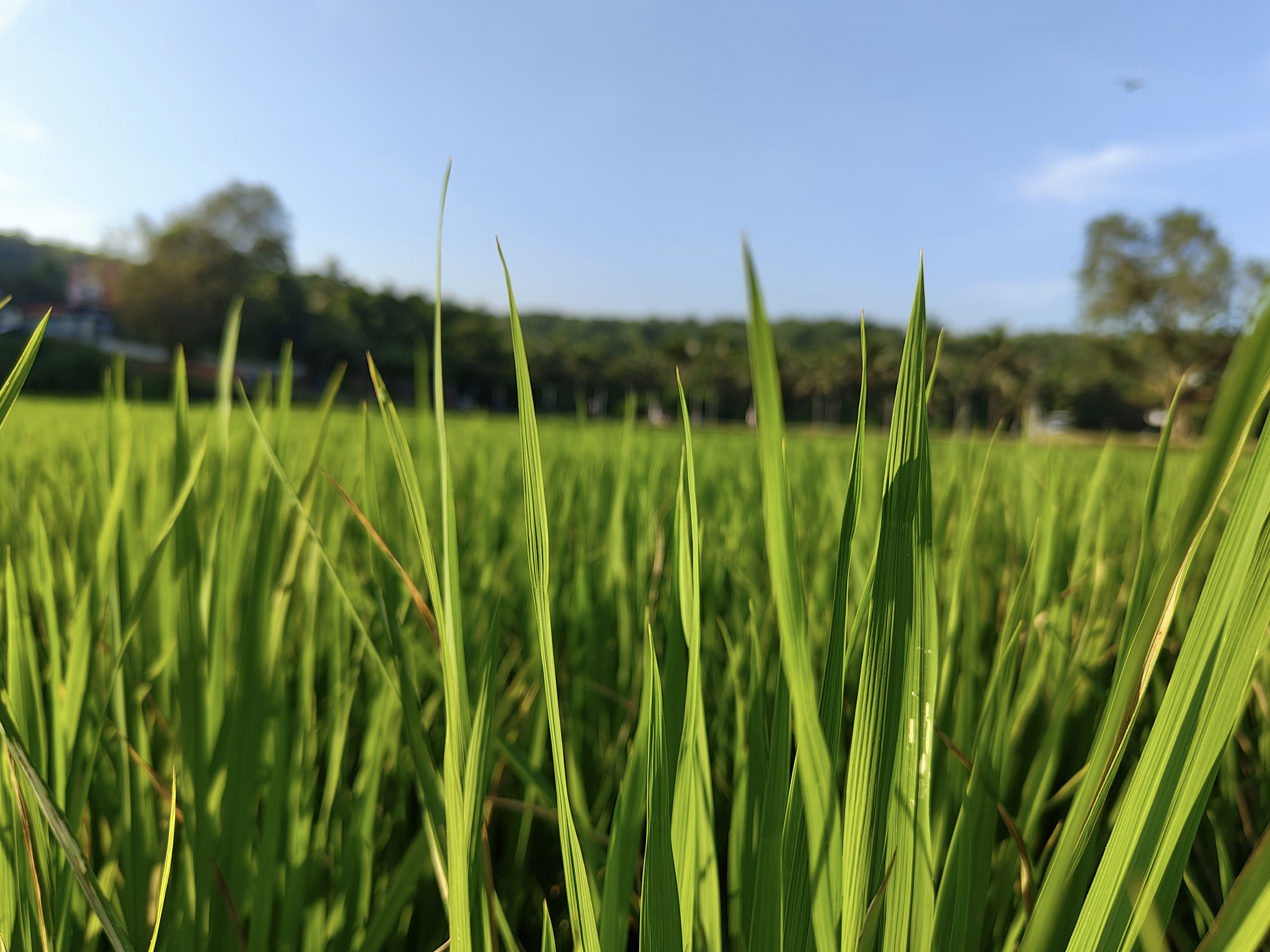 Green rice field under a clear blue sky.
