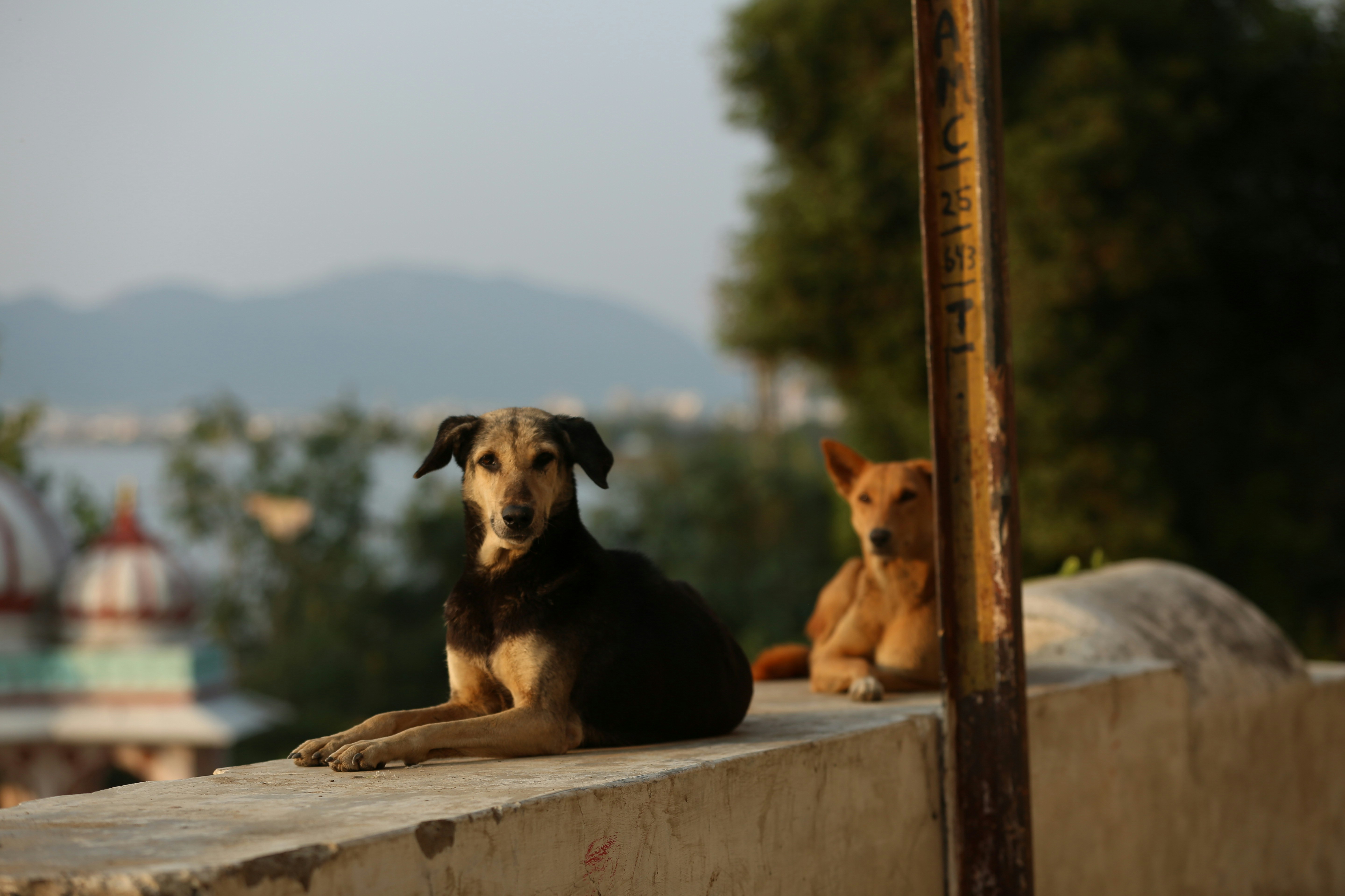 Dogs at the Edge: A Quiet Urban Vista