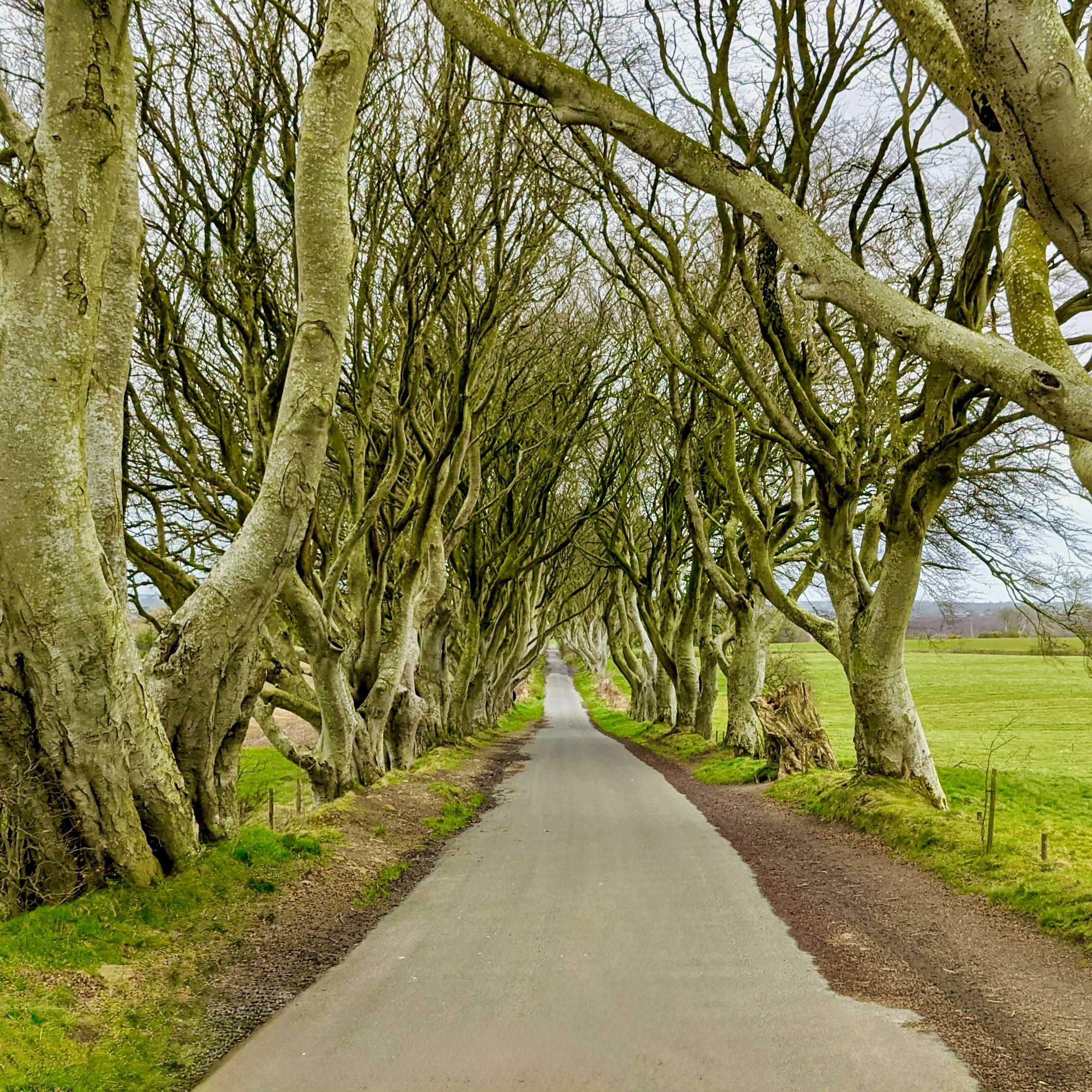 Tree-Arched Lane: A Symmetrical Corridor of Gnarled Limbs