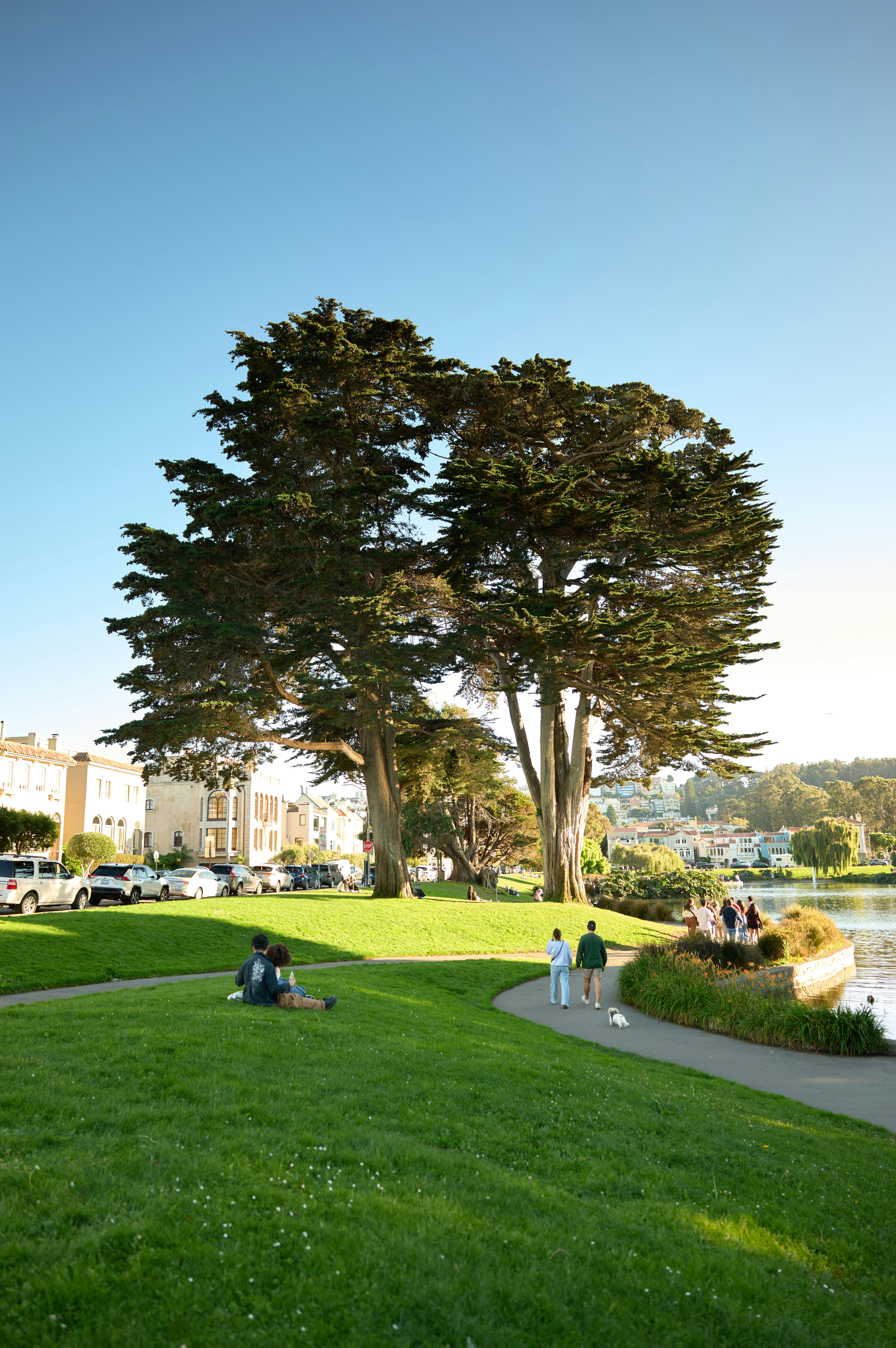 The Lone Cedar Crowned by a Sunlit Promenade
