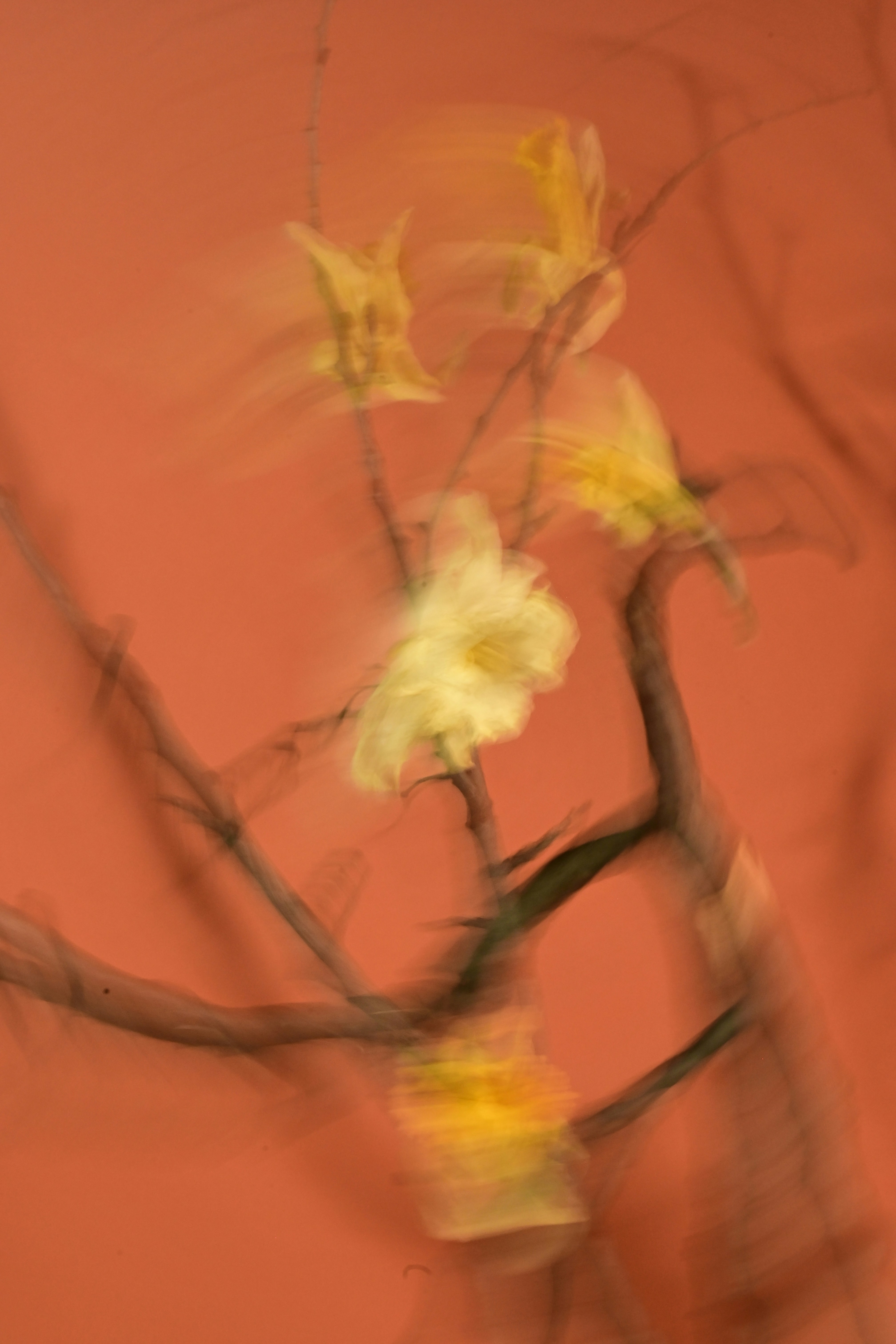 Blossoms in Motion: Warm Blur on a Painted Orange Screen