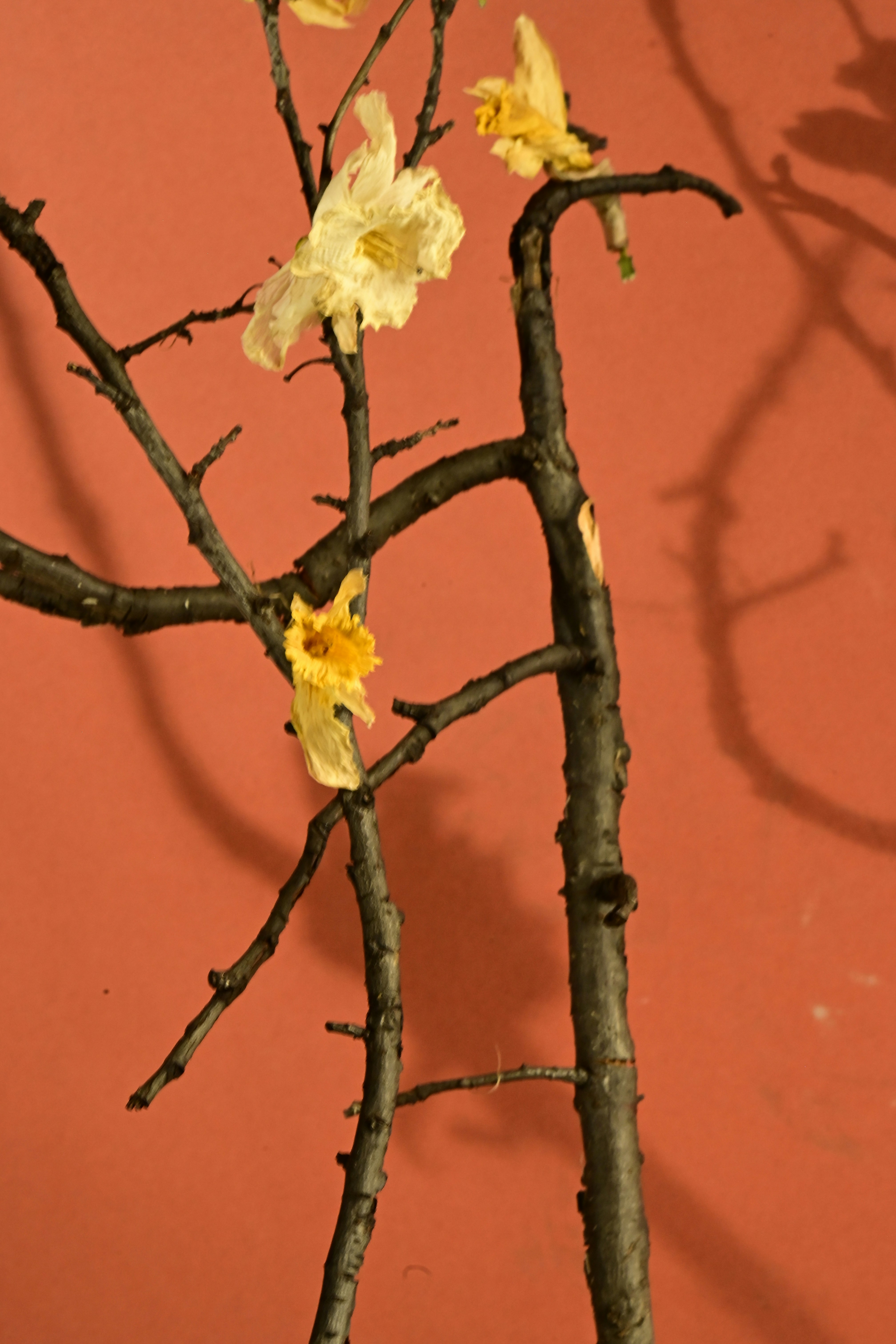 Photo by Sofia Lasheva with Nikon Zf