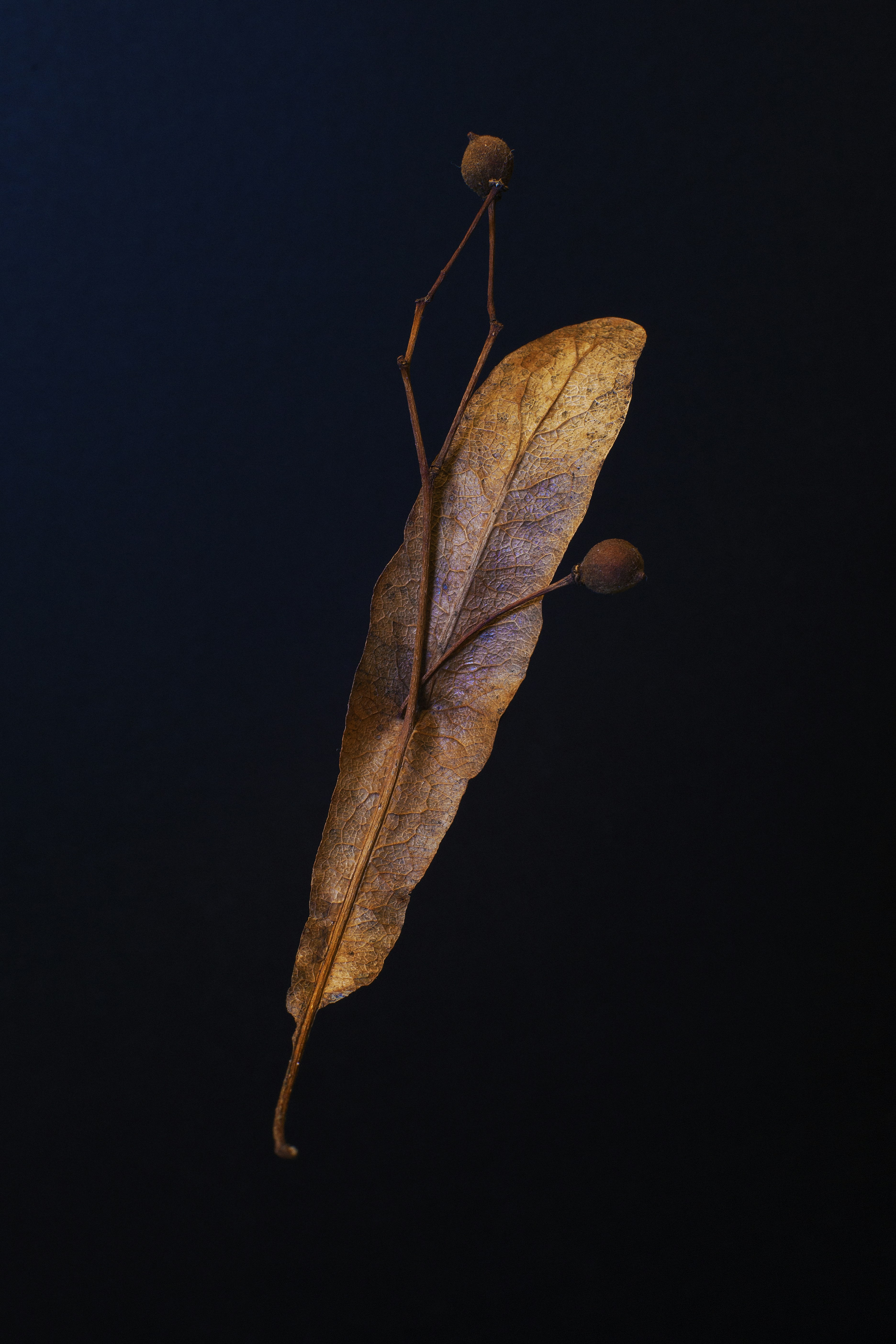 A single dried leaf with two small seed pods photo – Free Plant Image ...