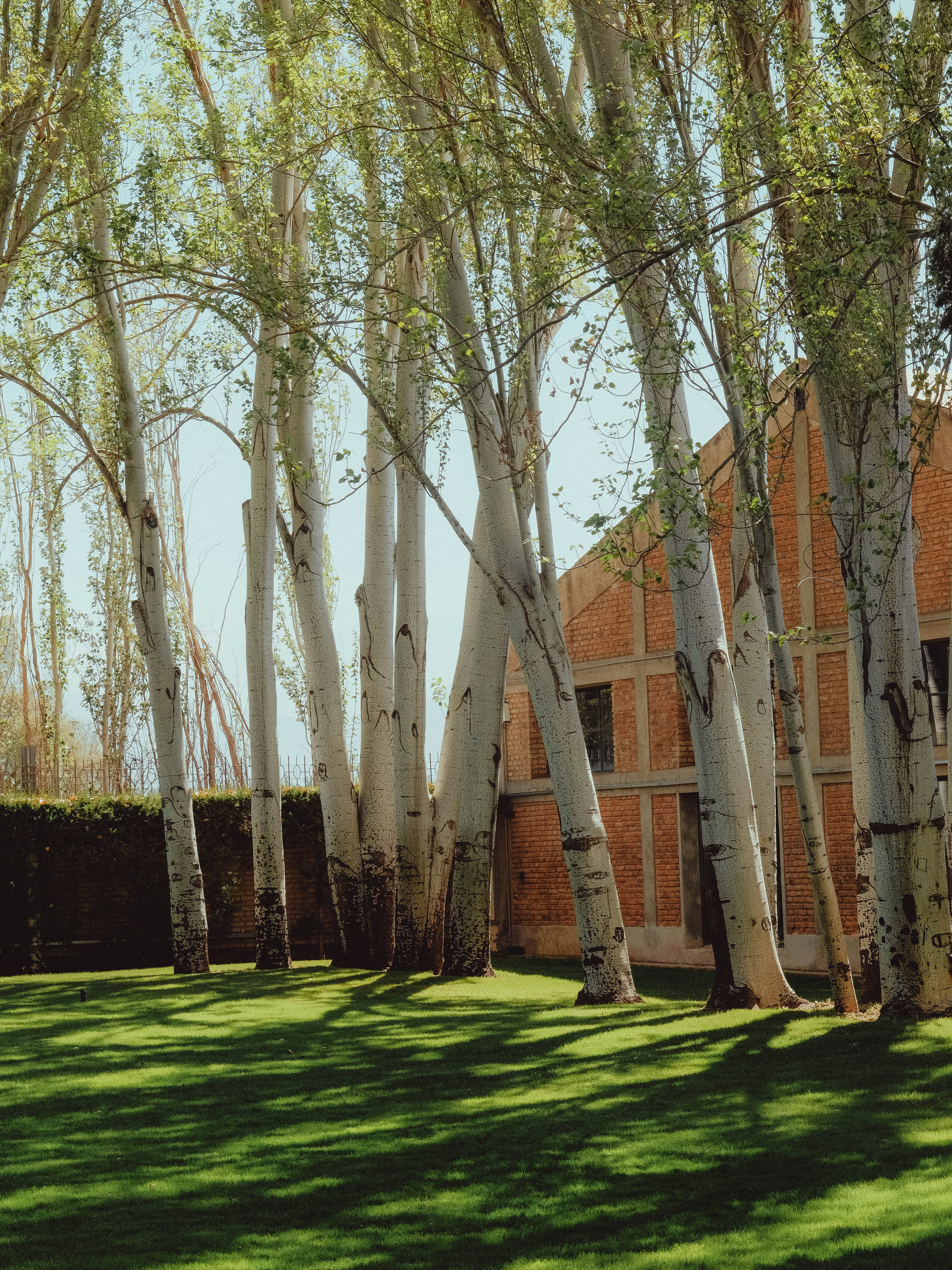Groves of White Trunks Against a Brick Campus Wall