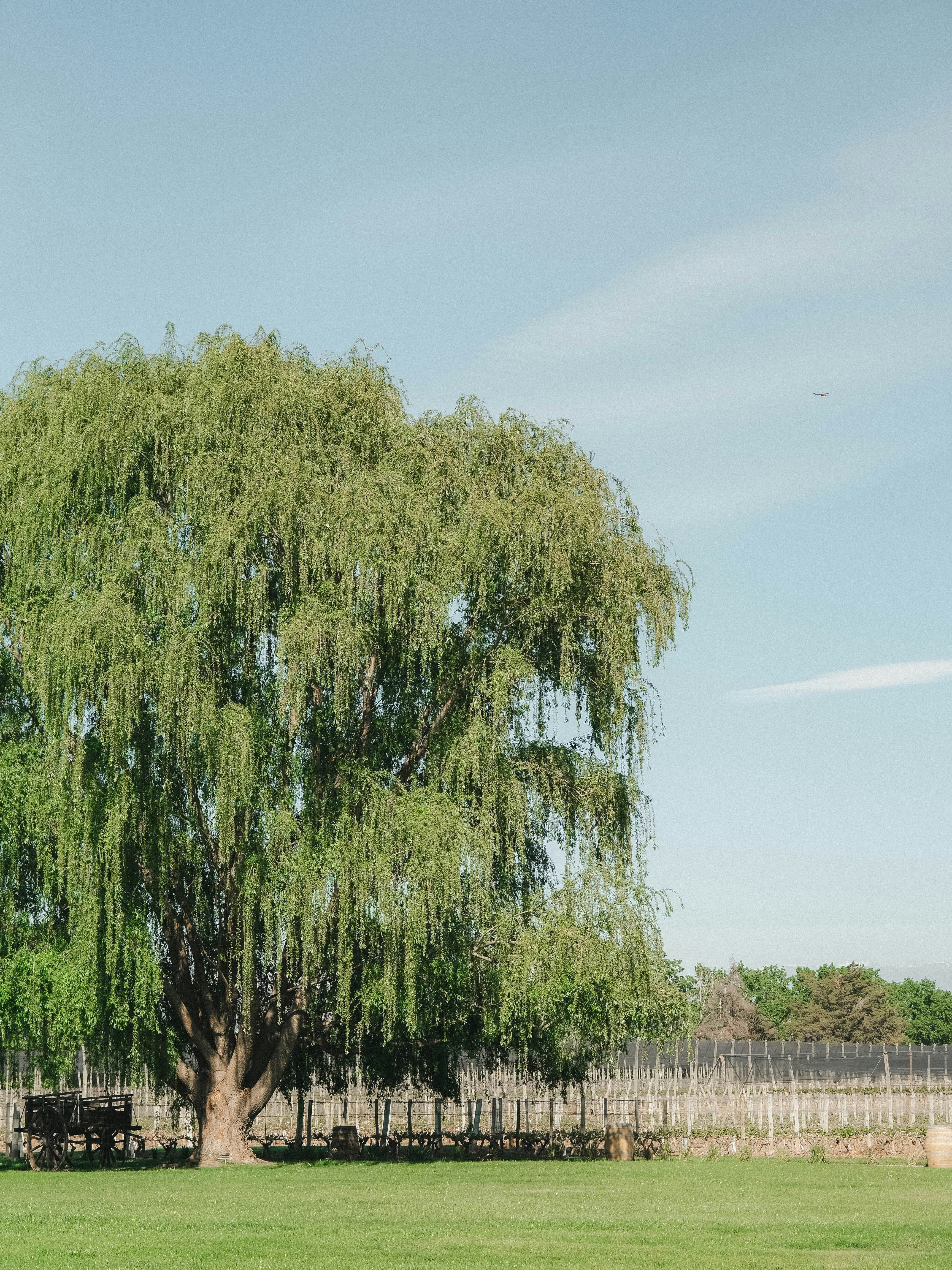 Weeping Willow at a Sunlit Meadow