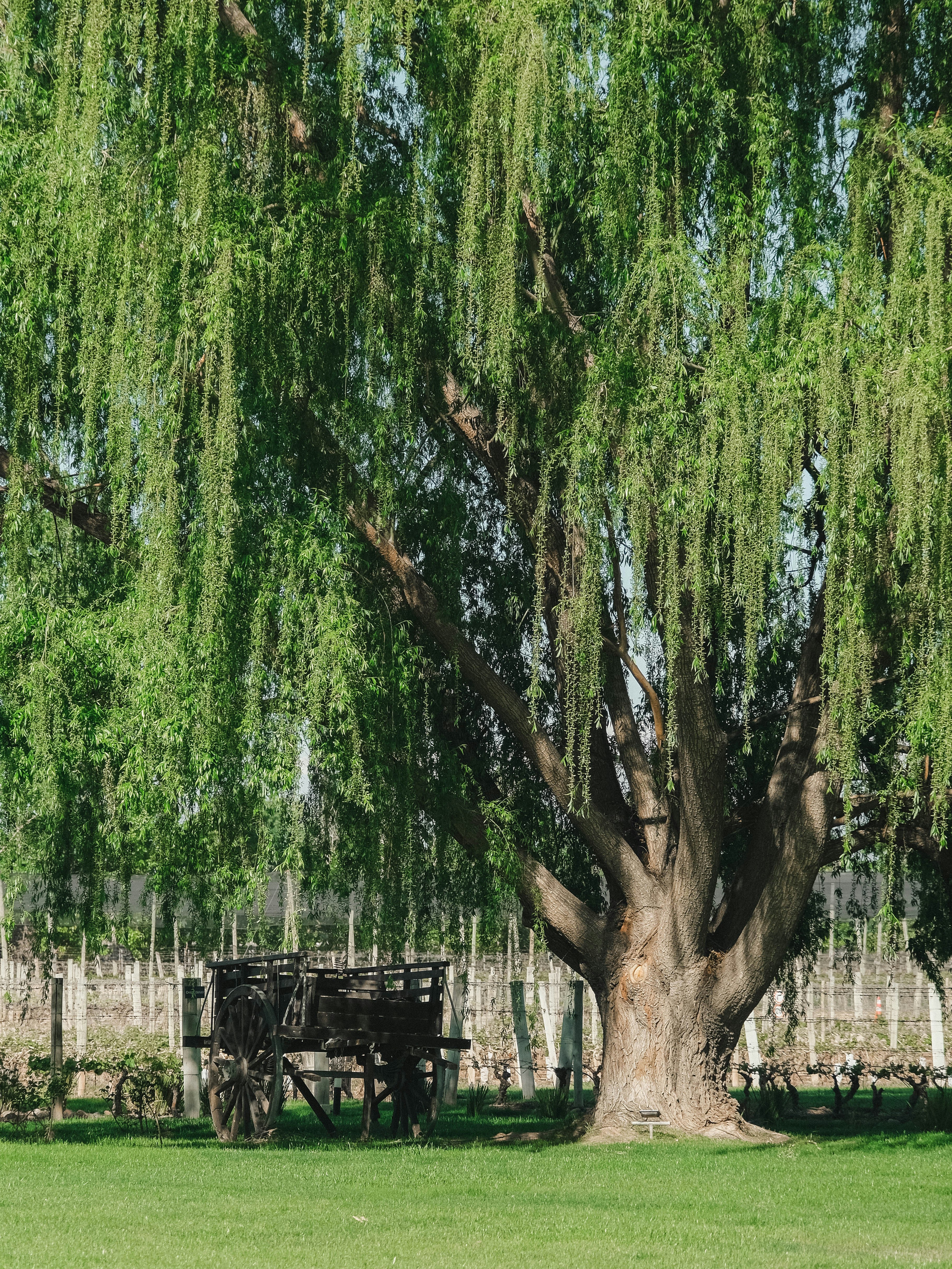 Weeping Willow Portrait: Tranquil Carriage Beneath Green Veil