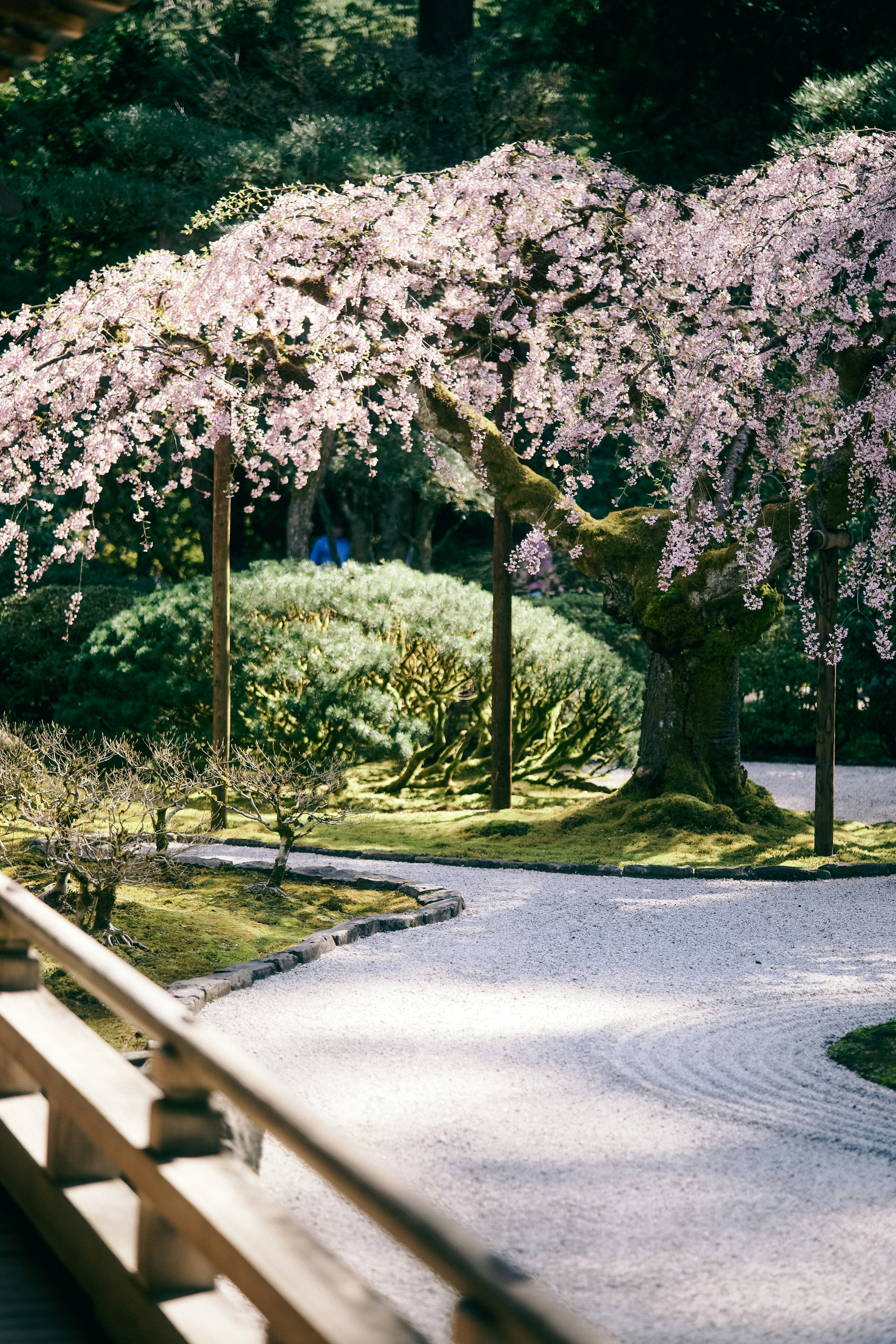 Blossoms Over a Serene Garden Path