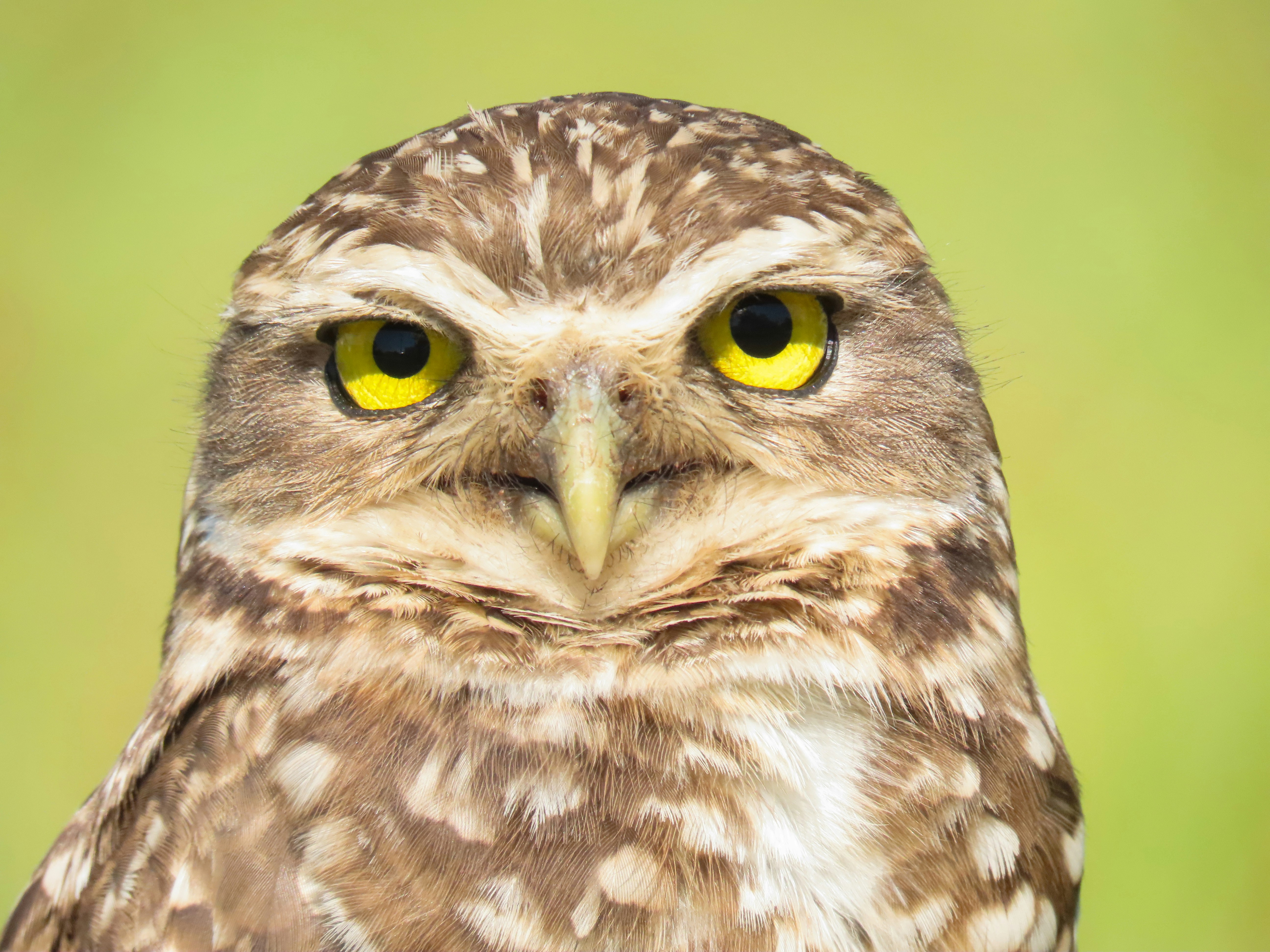 Coruja-buraqueira/Burrowing Owl (Athene cunicularia)
