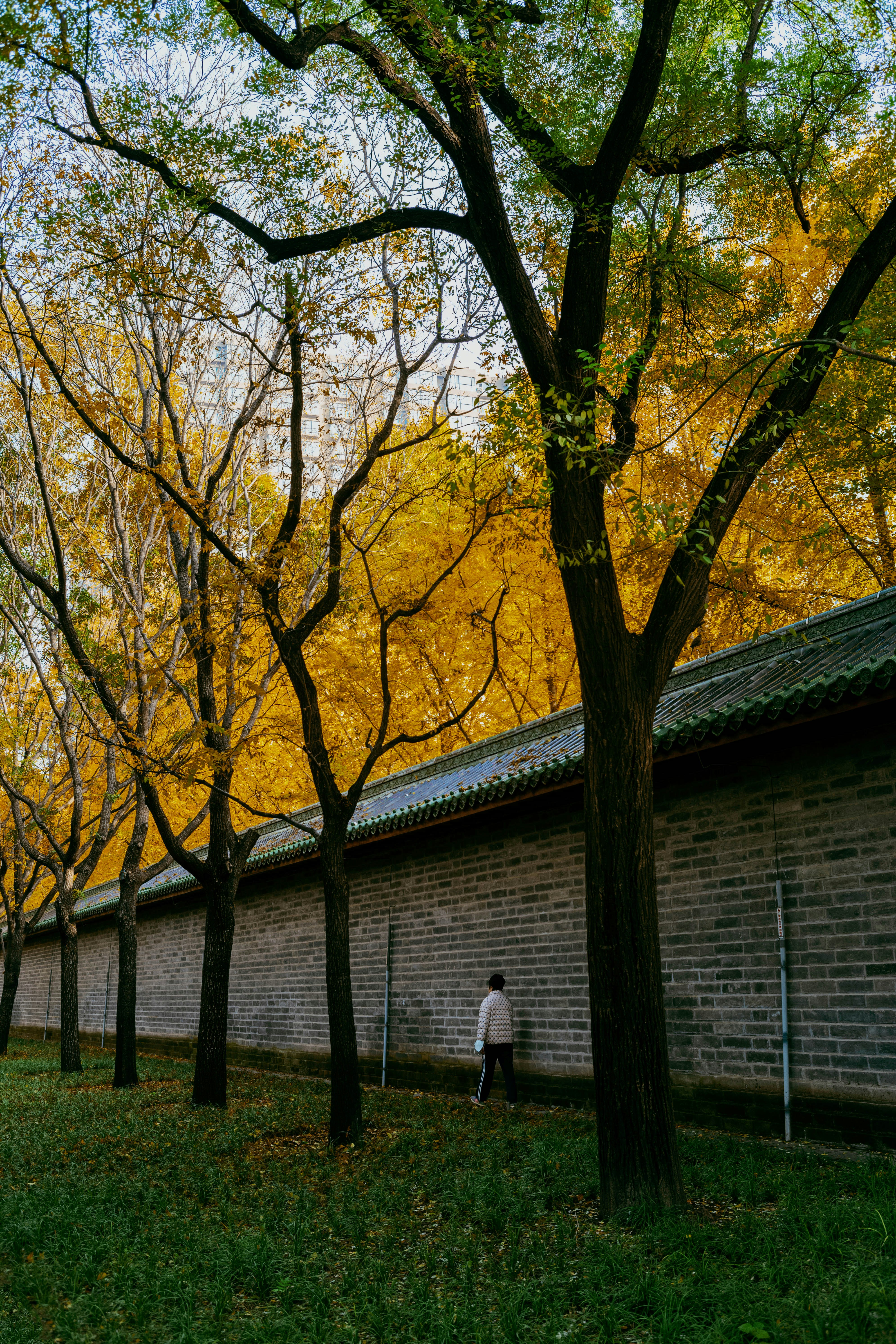 Golden Canopy Over Quiet Wall