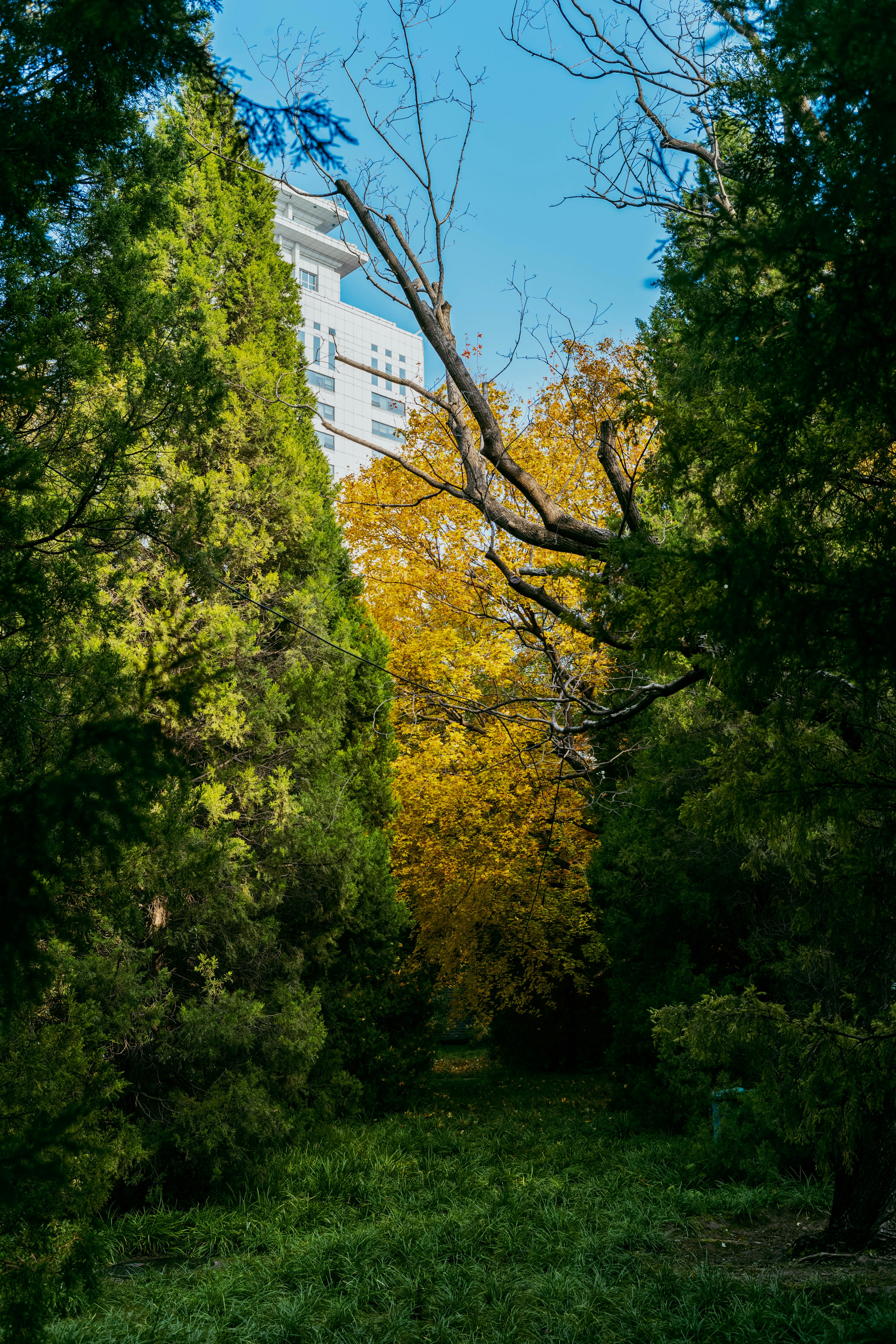 Autumn Corridor Beneath a Skyward Tower