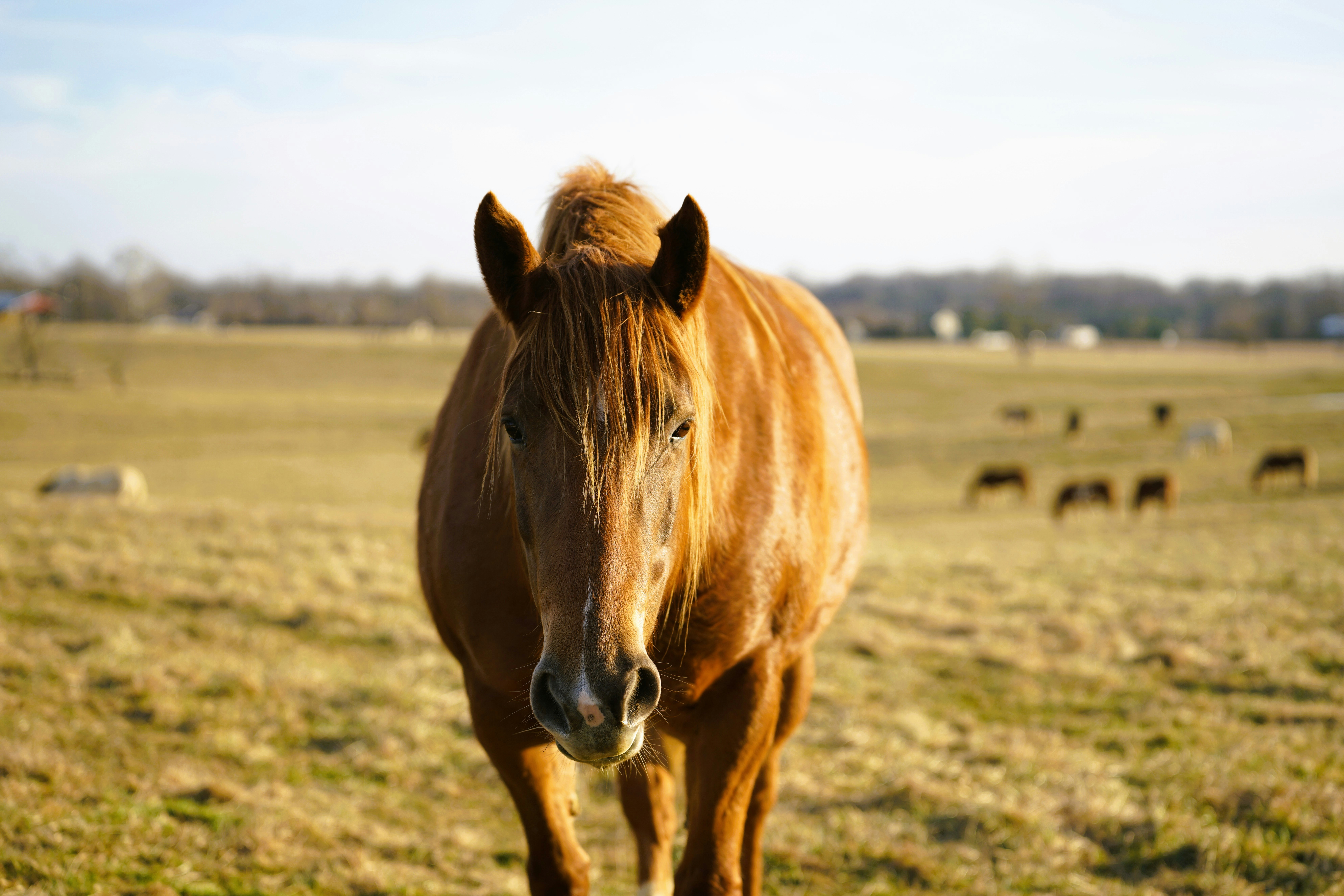 A Rodeo horse out on the ranch grazing the field.