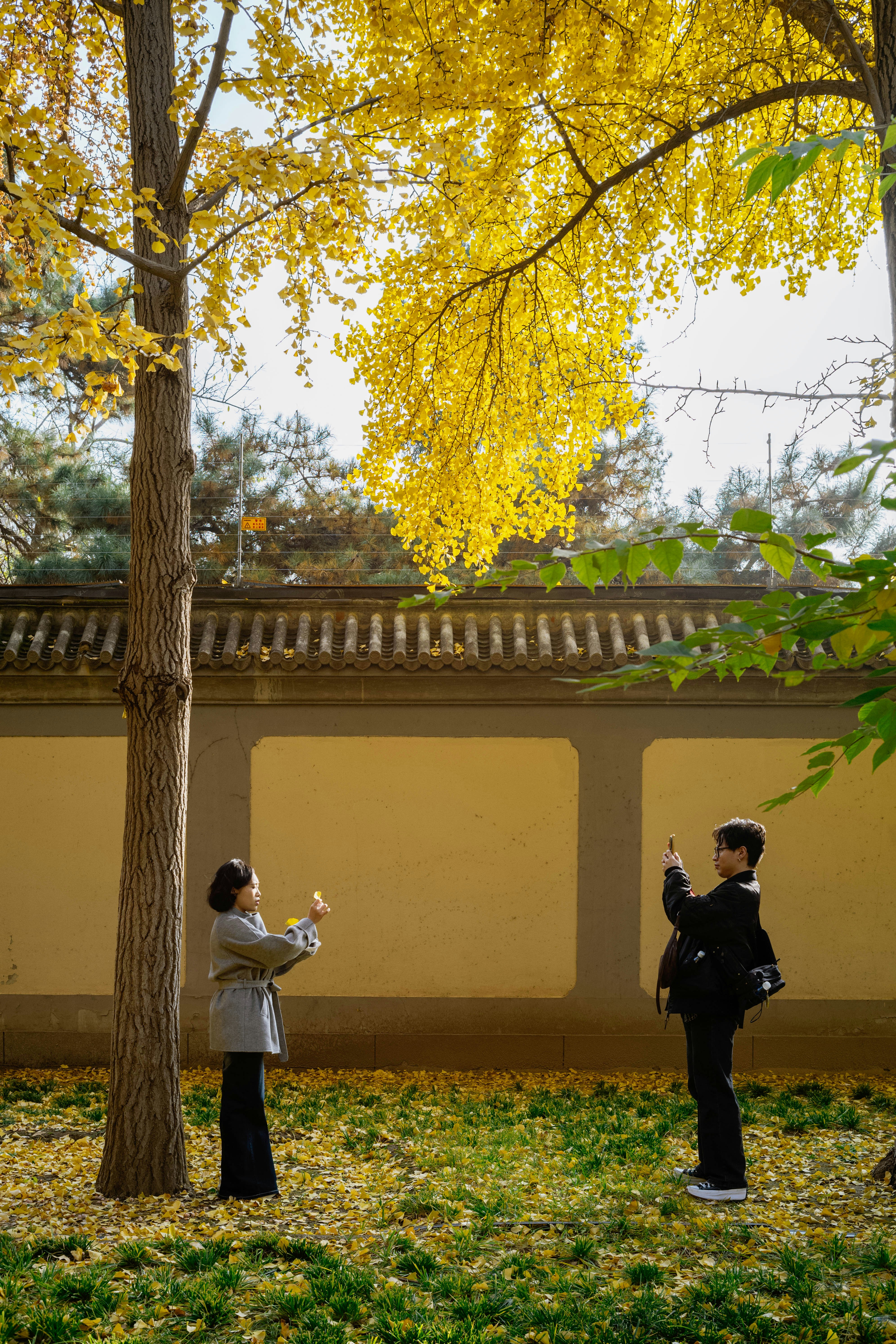 Two Portraits Under a Canopy of Golden Leaves