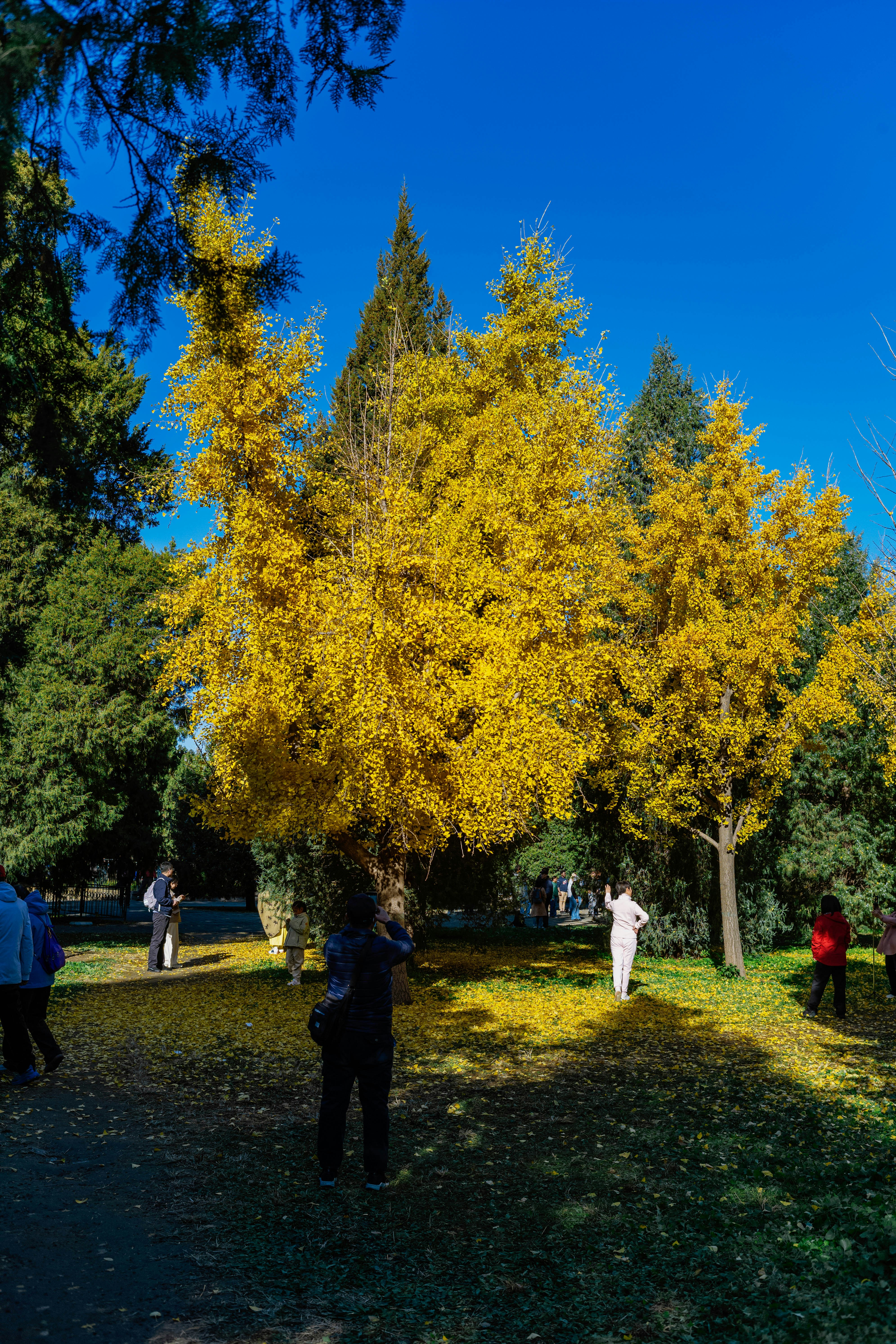Golden Canopy: Sunlit Maples in a Park Escape