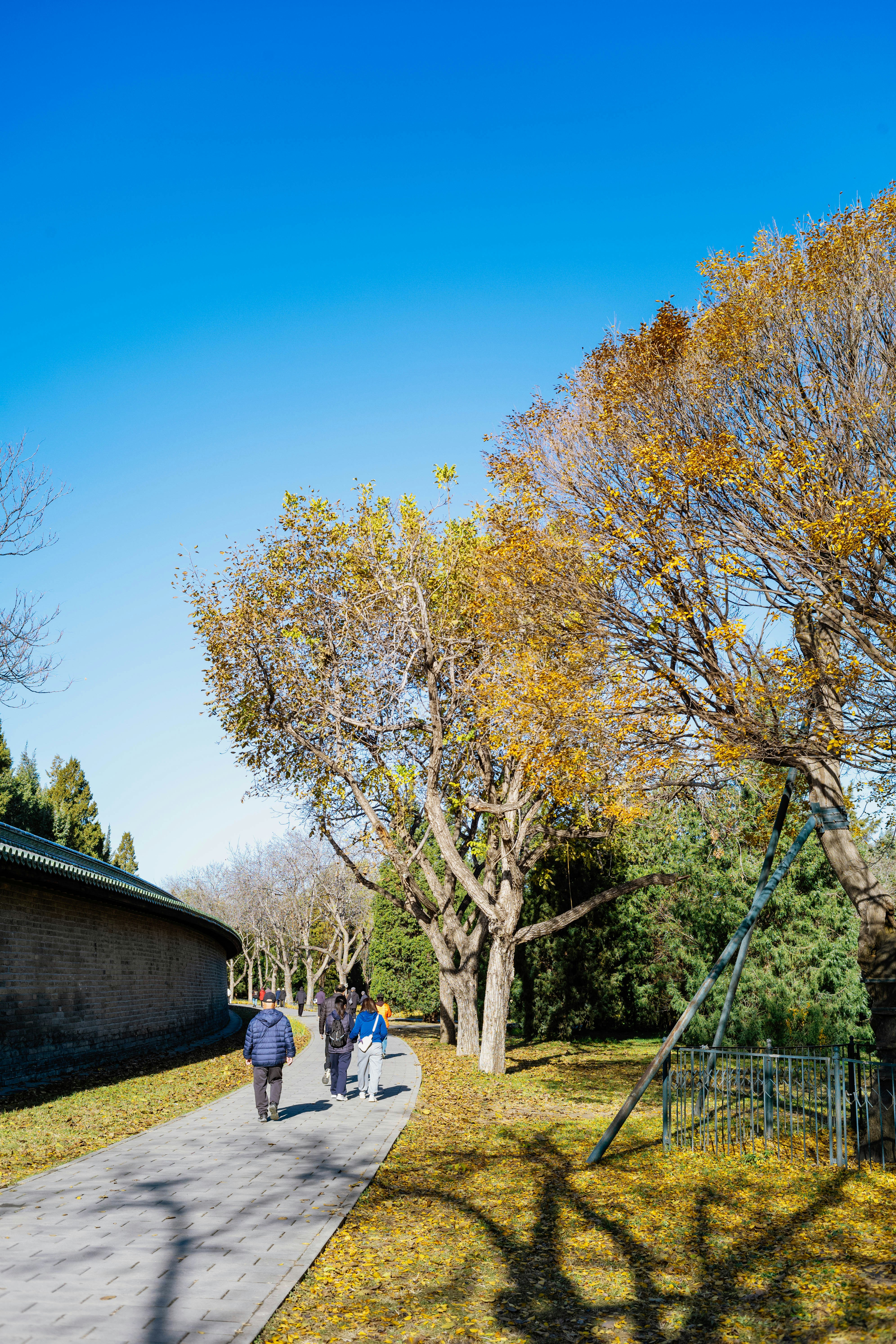 Autumn Walk: Sunlit Path Through A Colonnade of Trees