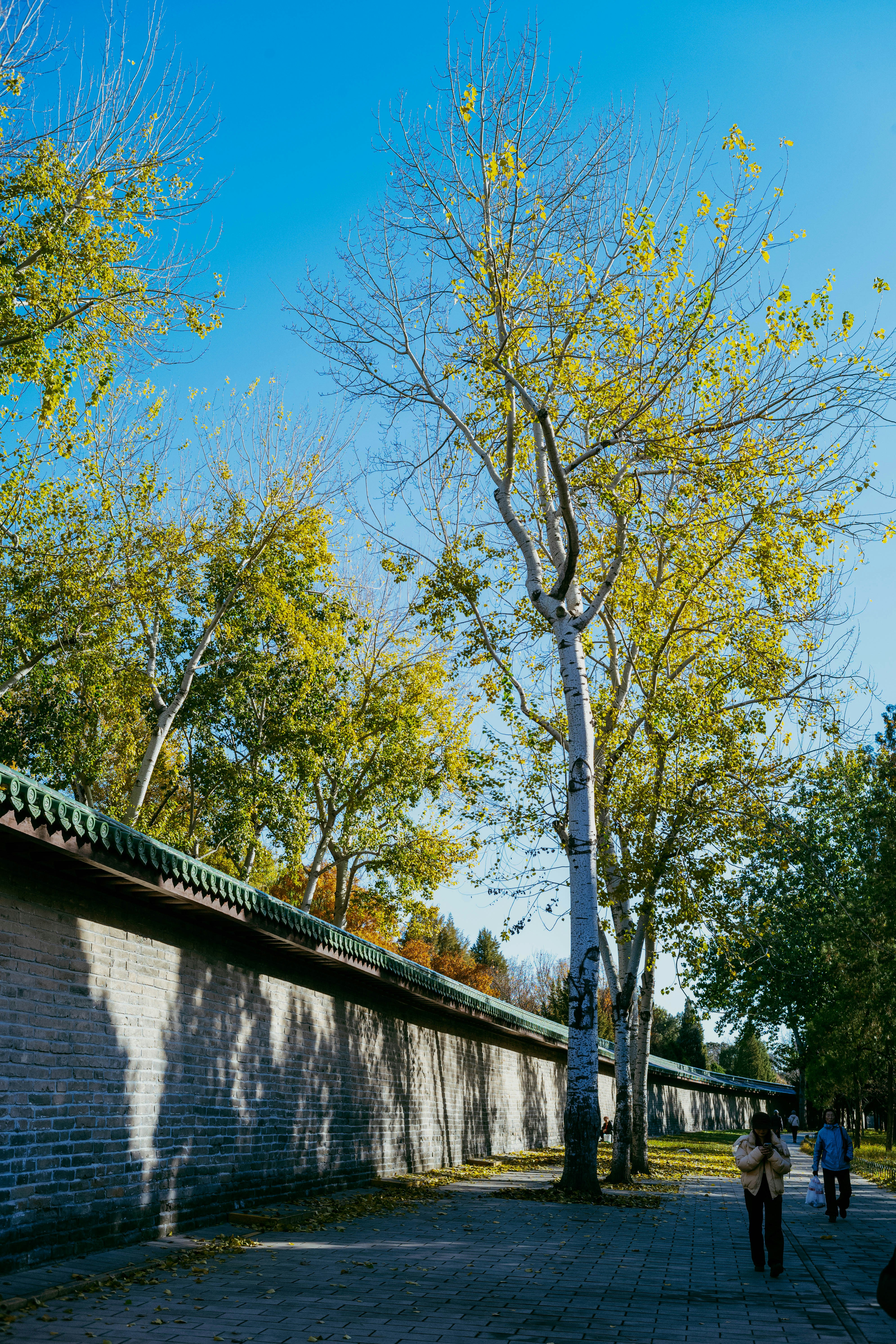 Tree-lined Wall Under a Bright Blue Sky