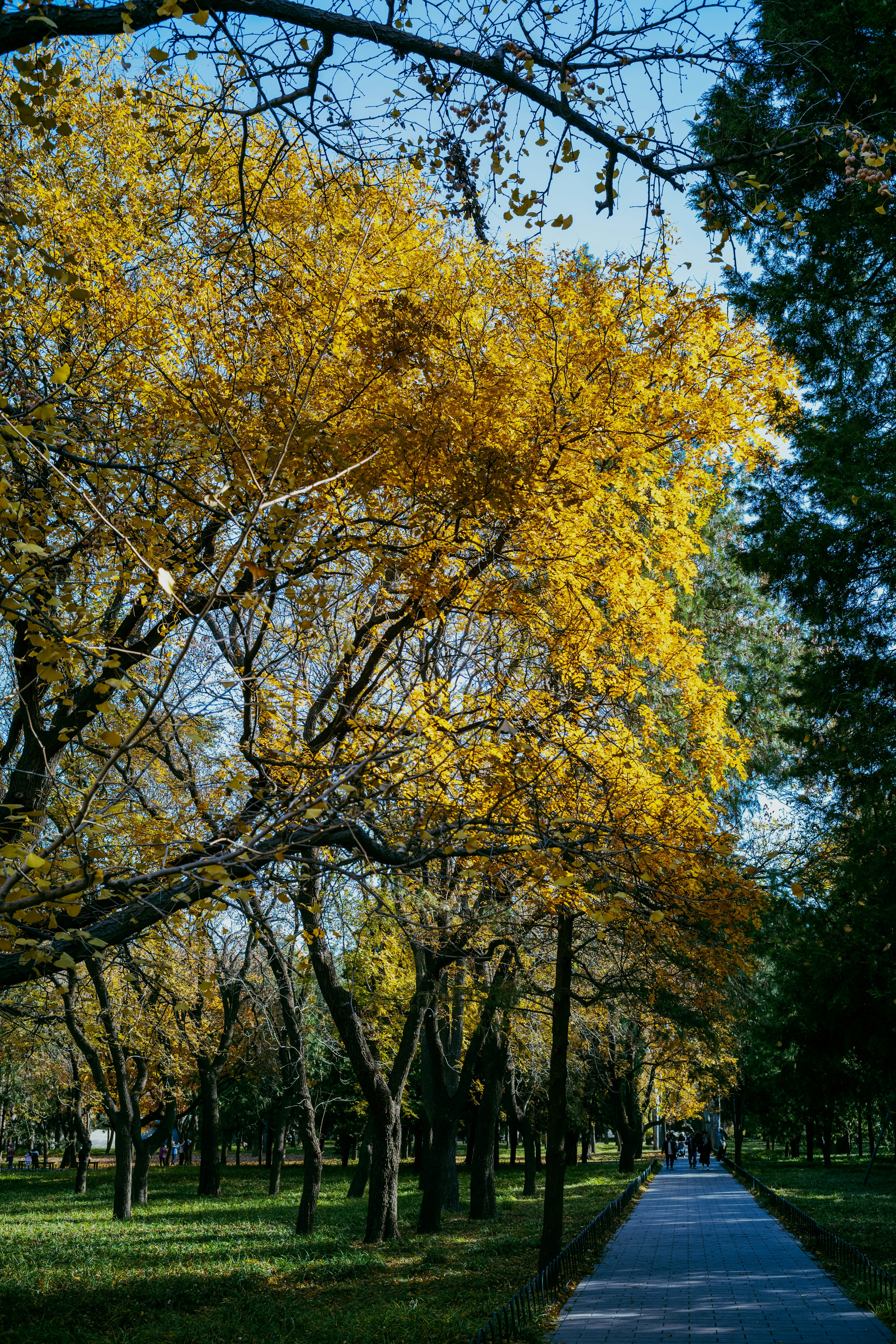 Golden Canopy Over a Quiet Park Path