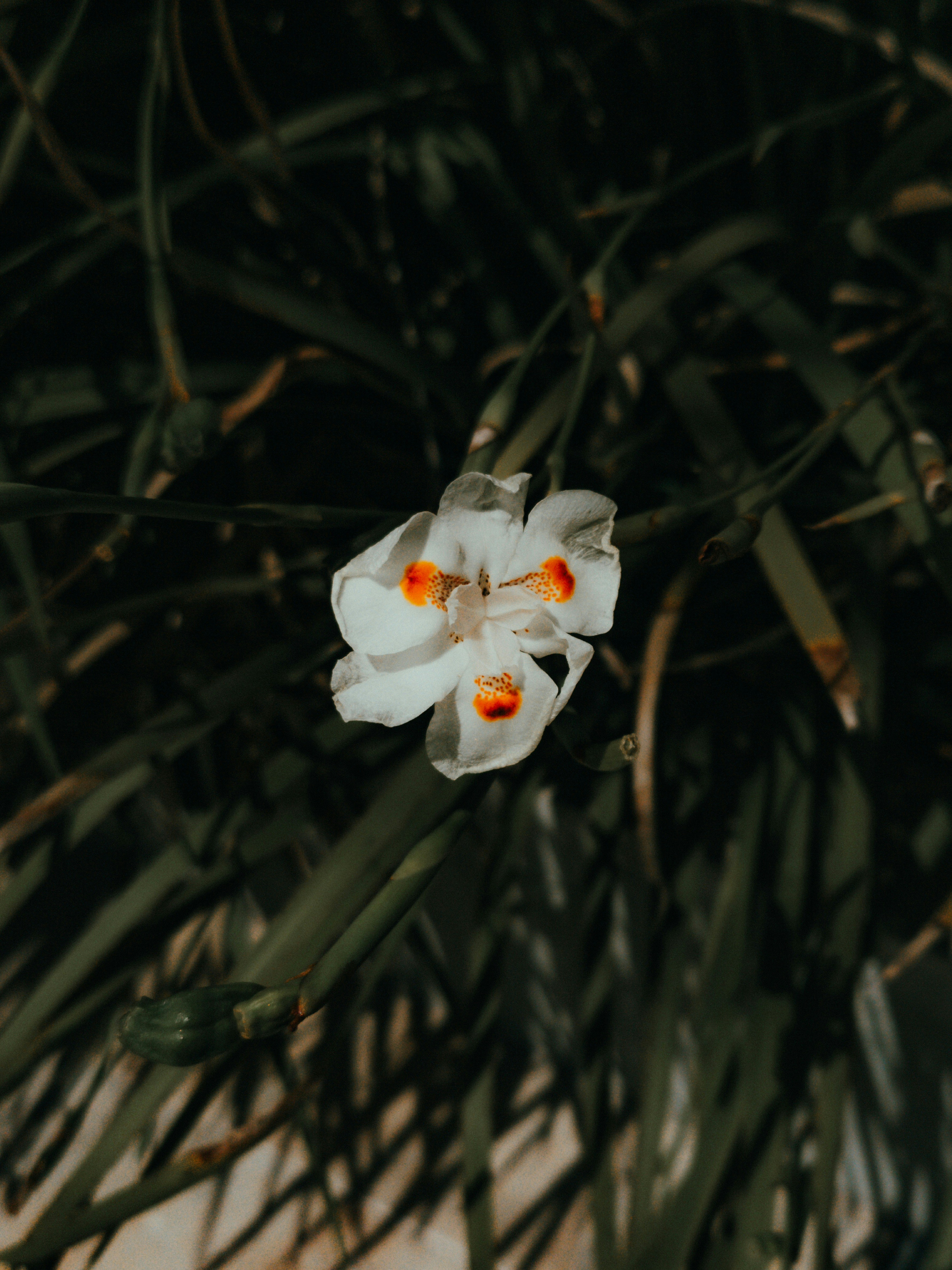 Single white orchid-like bloom amid dark foliage