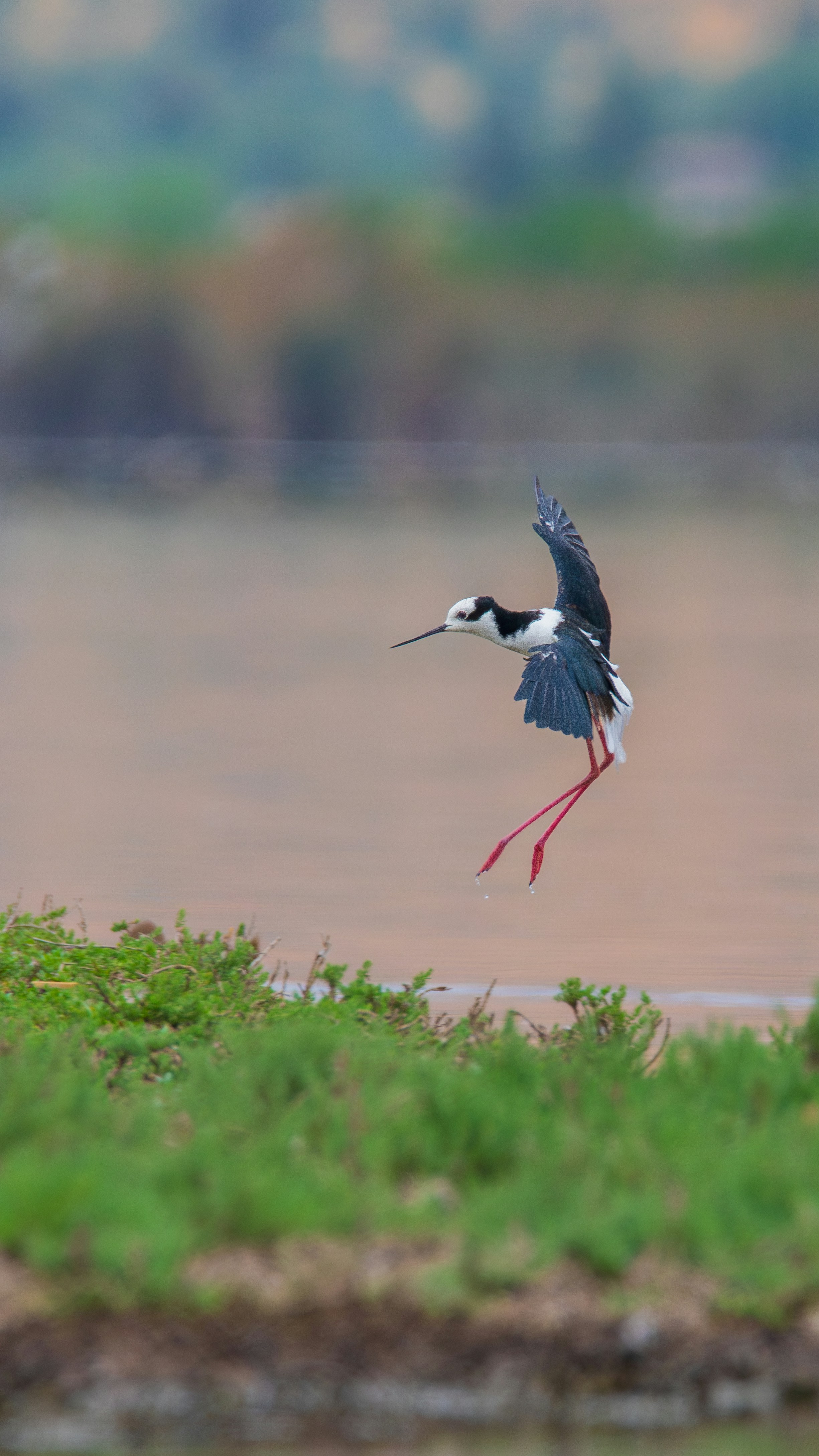 Red-legged Stilt in Flight Over a Wetland Corridor