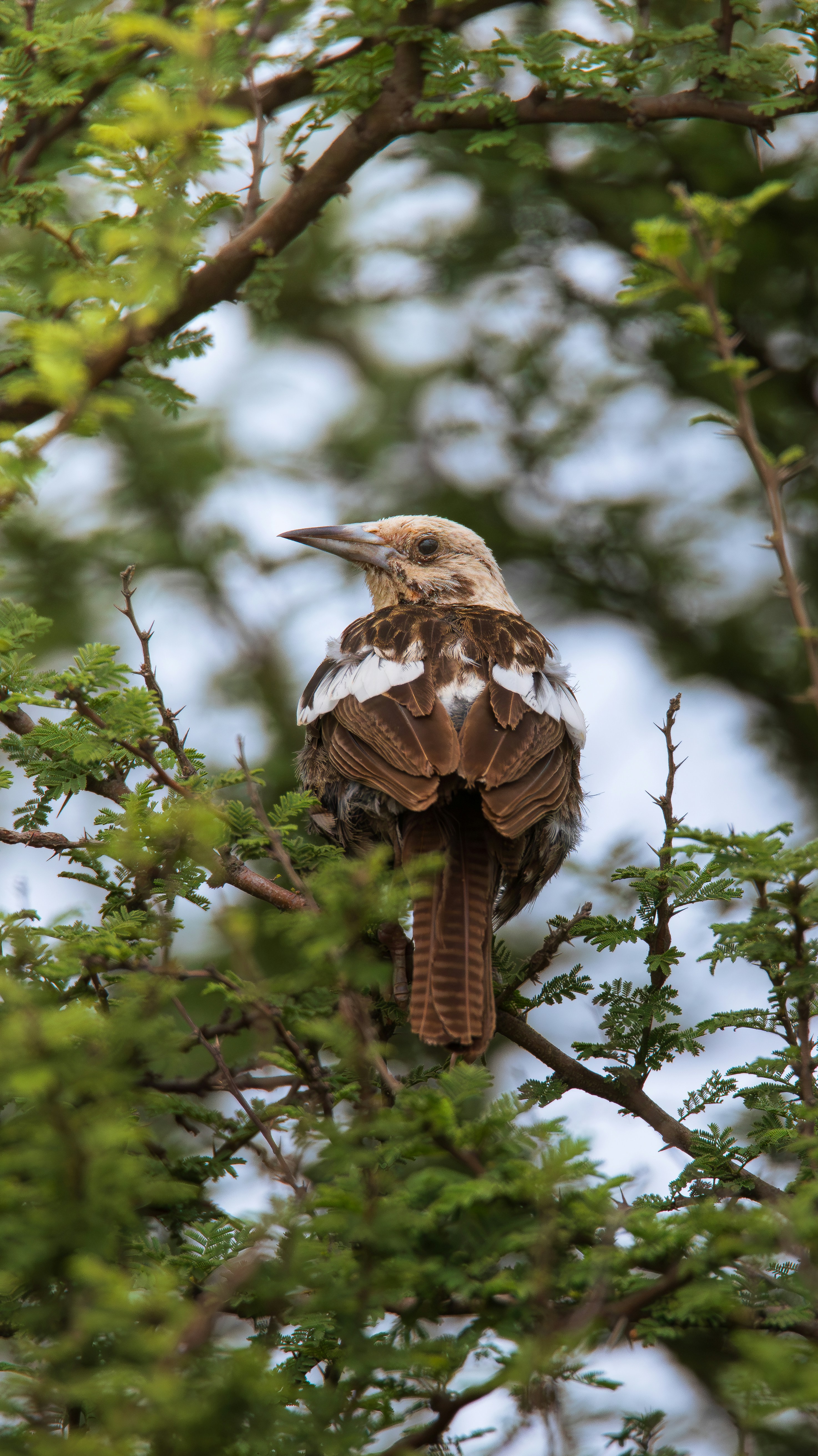 Perched in Green: A Resolute Juvenile Bird Gaze