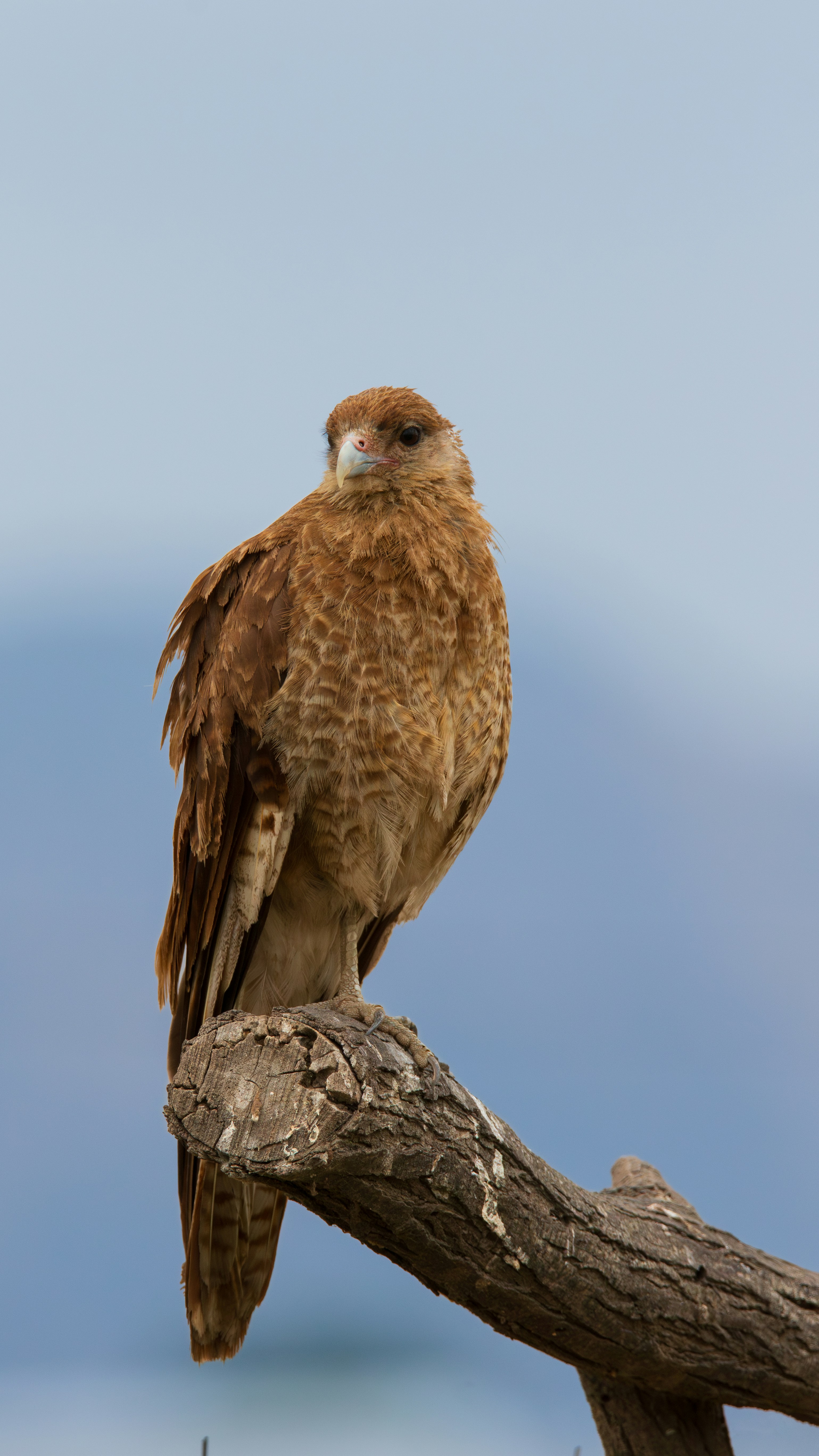 Photo by Guillermo Saenz with Canon EOS 7D Mark II