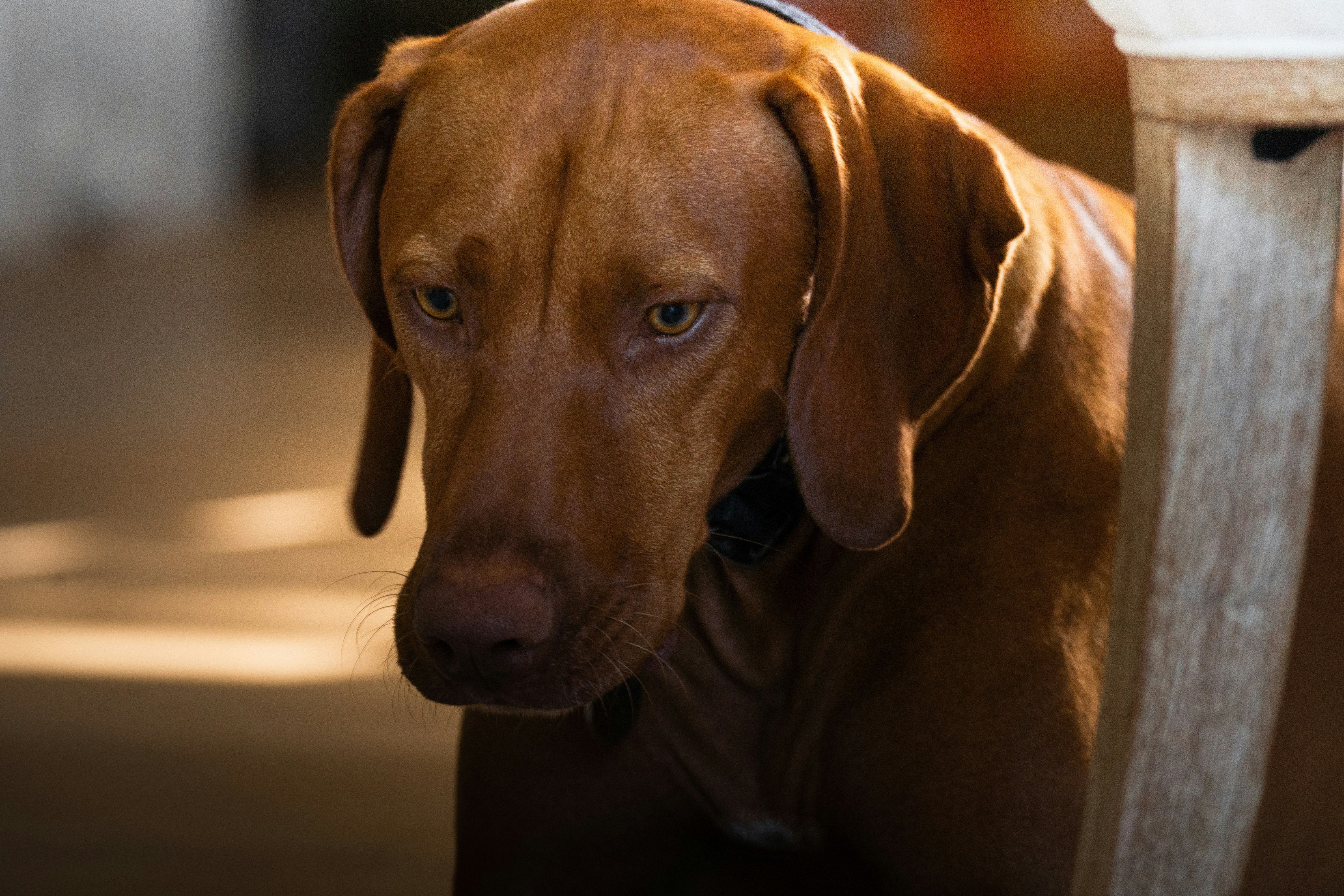 Close-up of a brown dog resting indoors with warm light on its face and a partial chair leg in frame.
