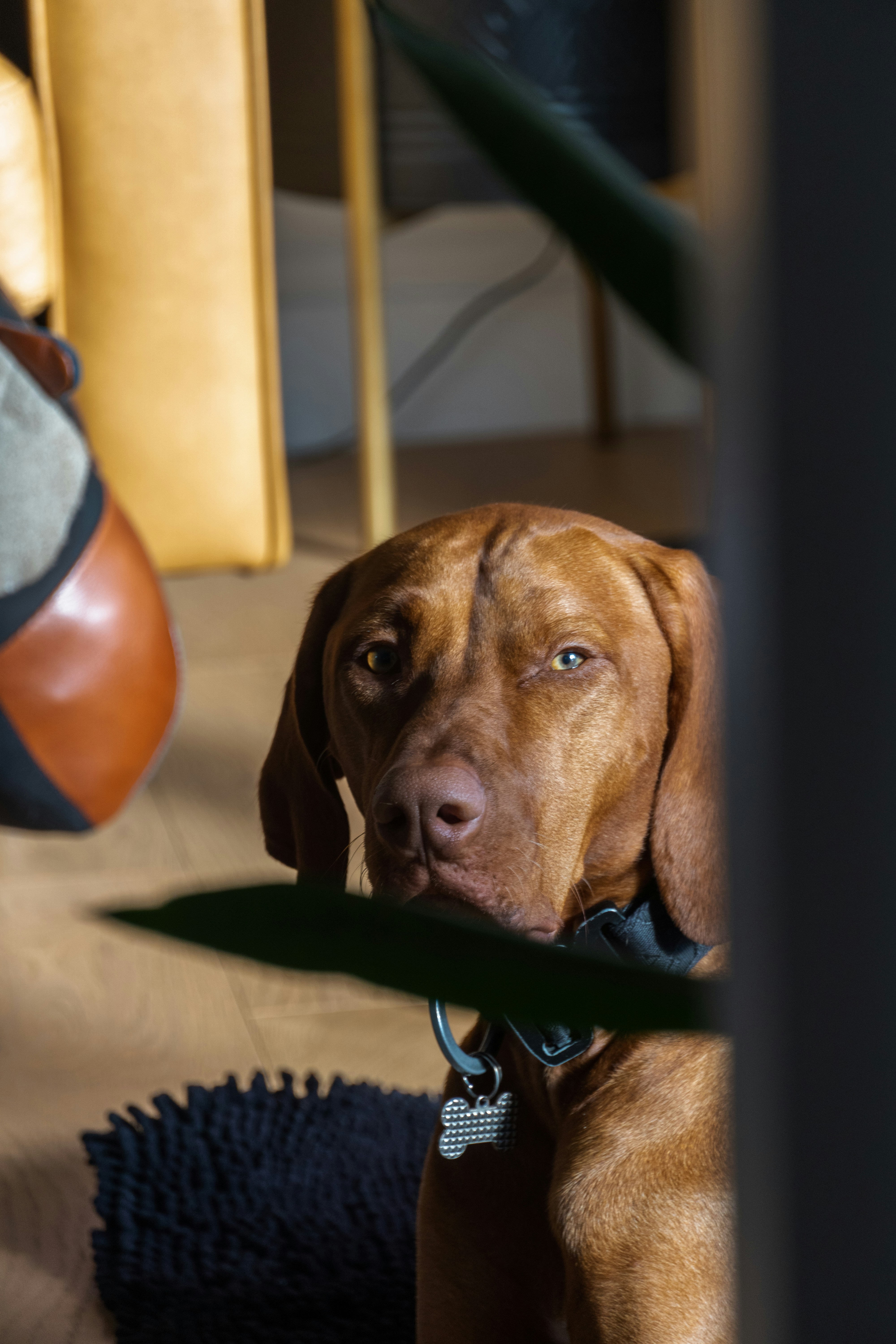 A Quiet Stare: Brown Dog Under Stool Shadows