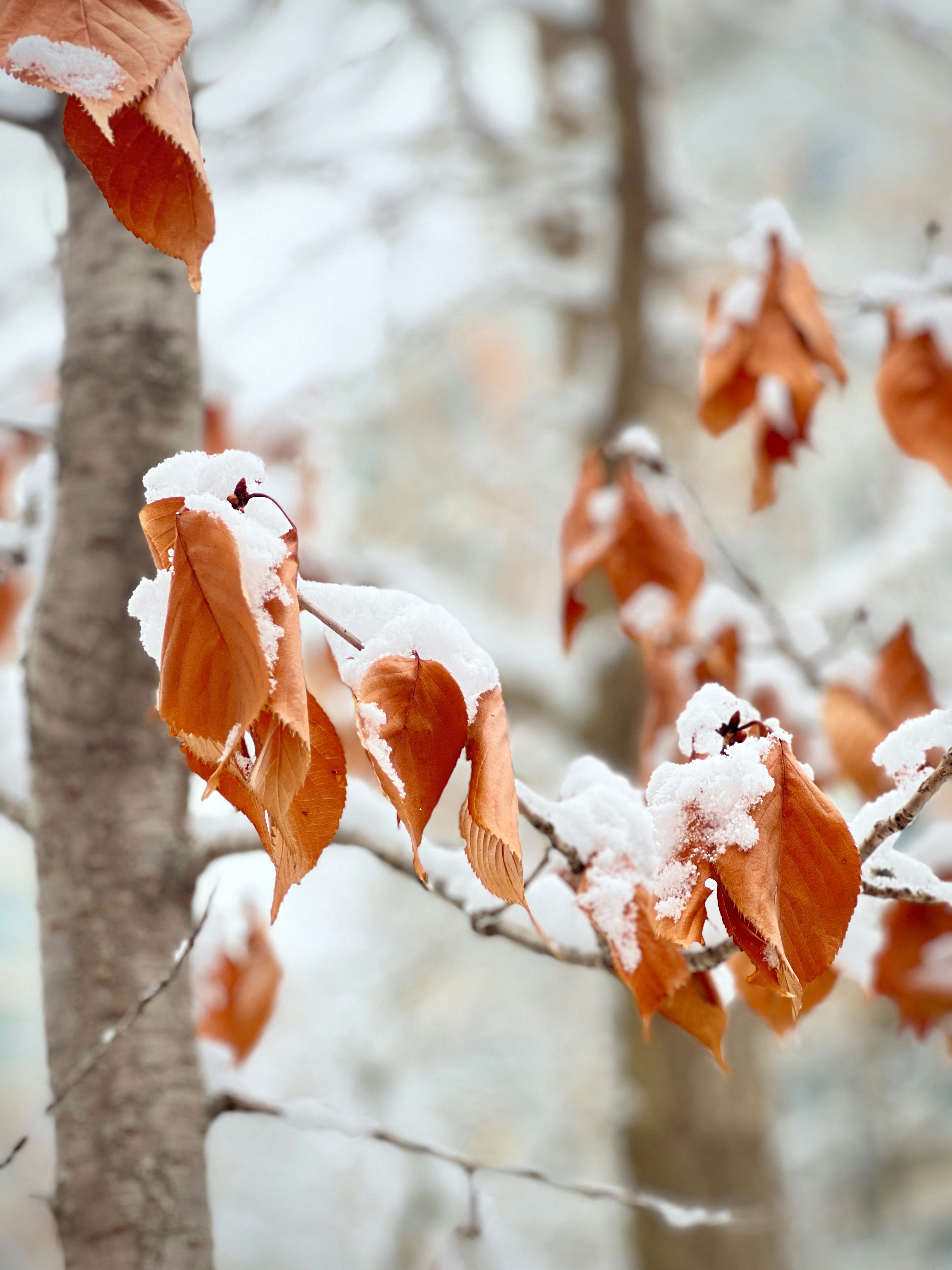 Winter Leaves in a Snow-Kissed Orchard