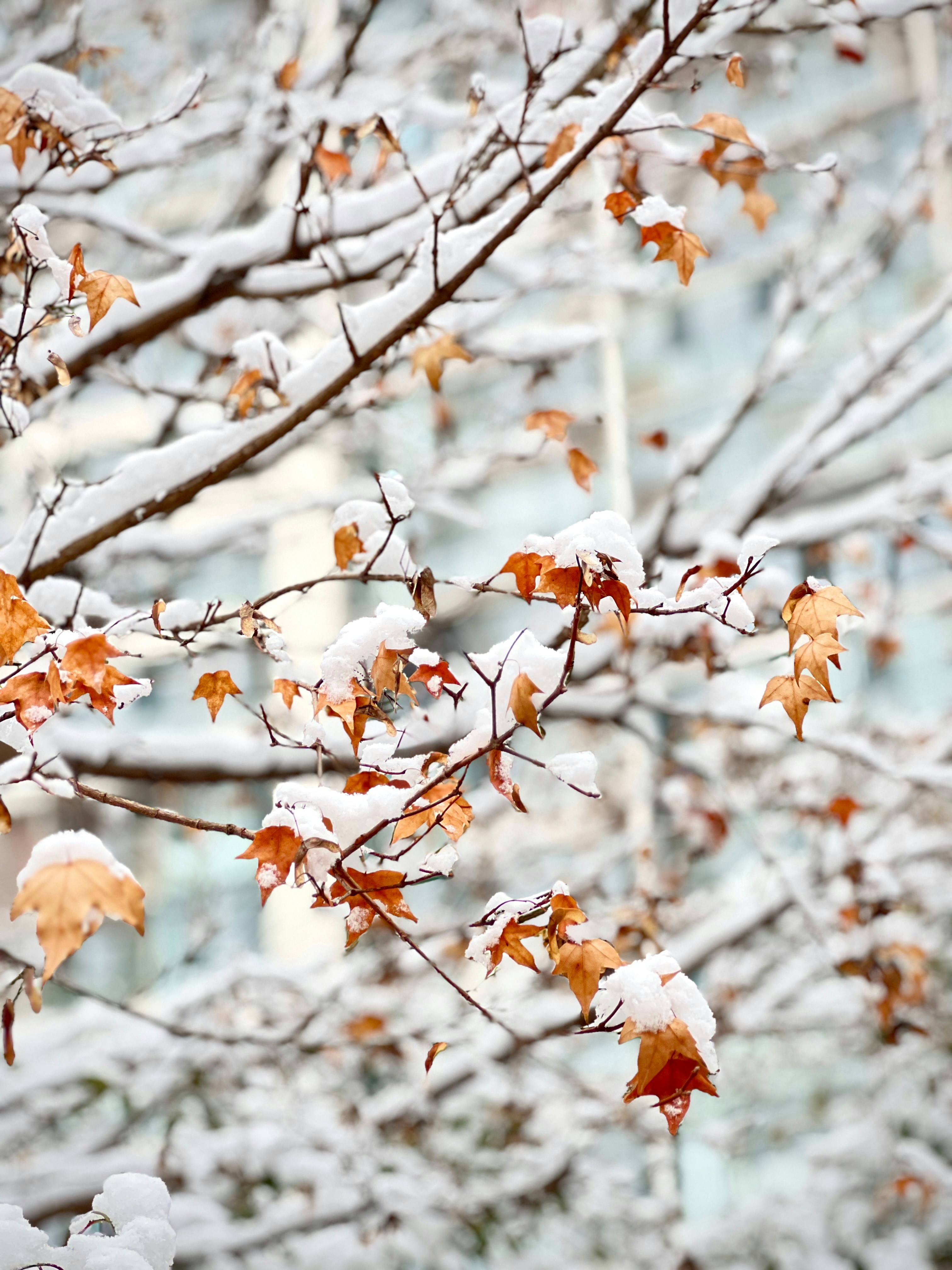 Autumn leaves covered in fresh snow photo – Free Winter Image on Unsplash