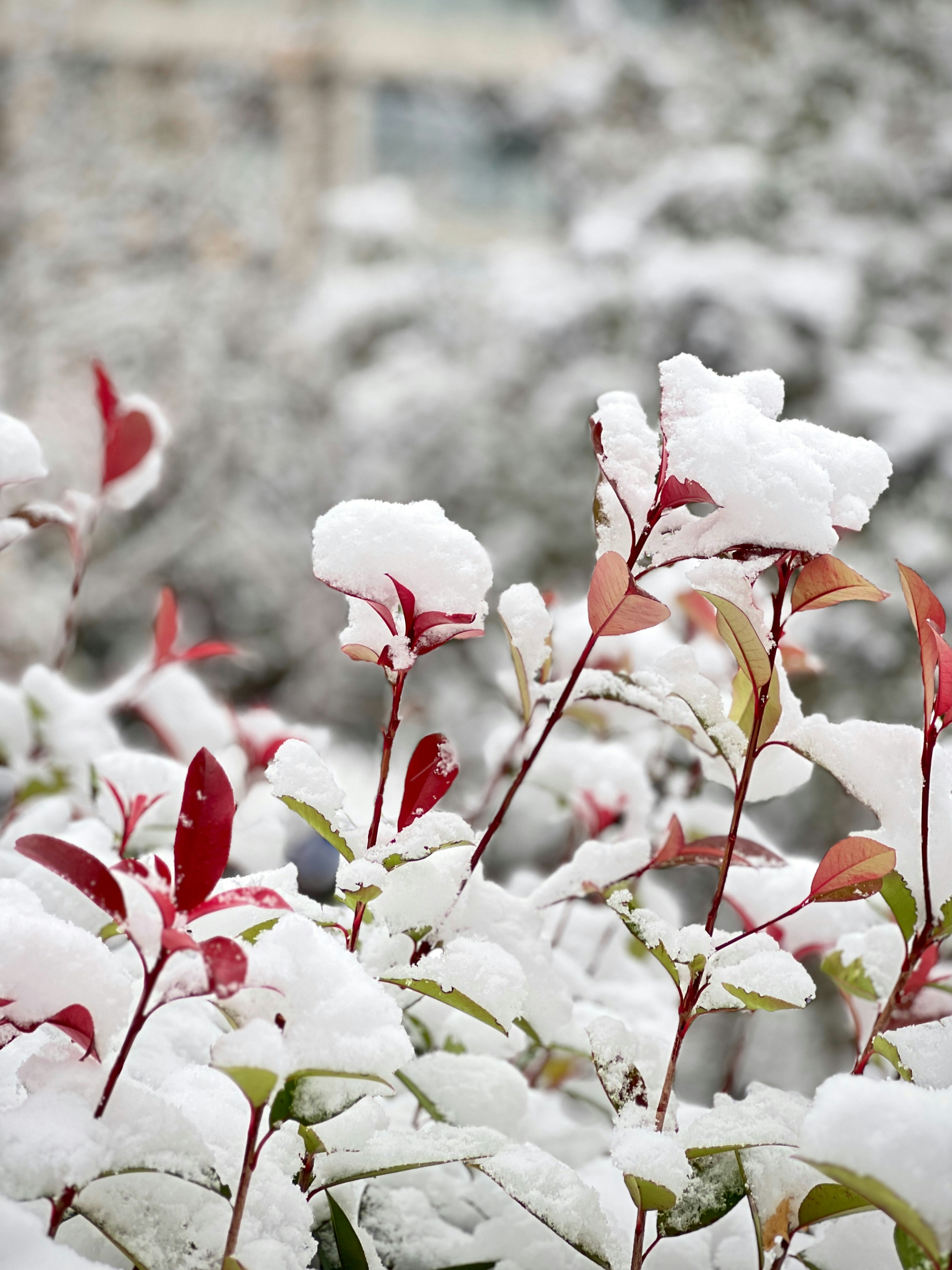 Snow-Kissed Red Sprigs: A Quiet Winter Close-Up