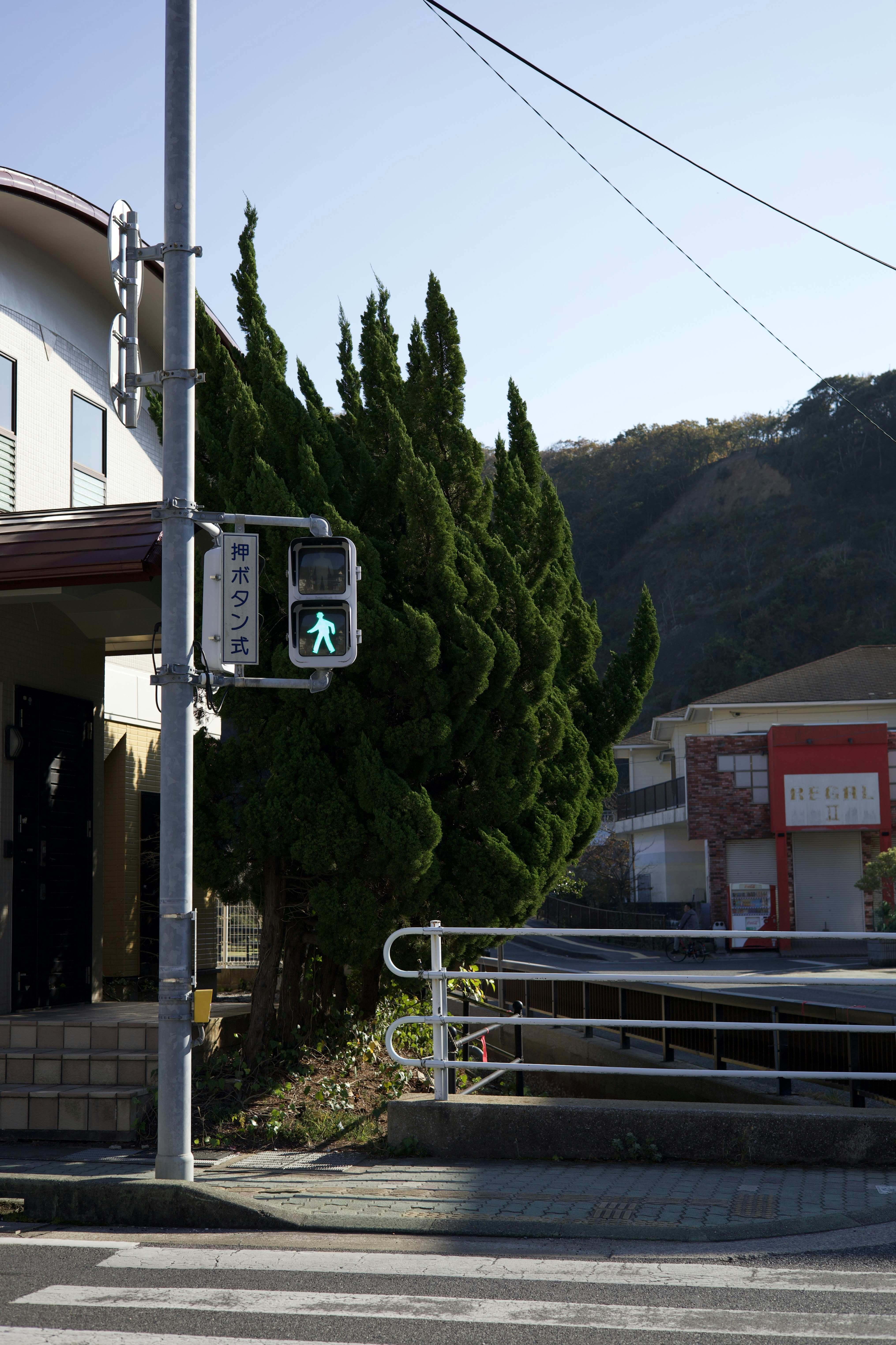 Pedestrian Signal at a Quiet Street Corner with Evergreen Foliage