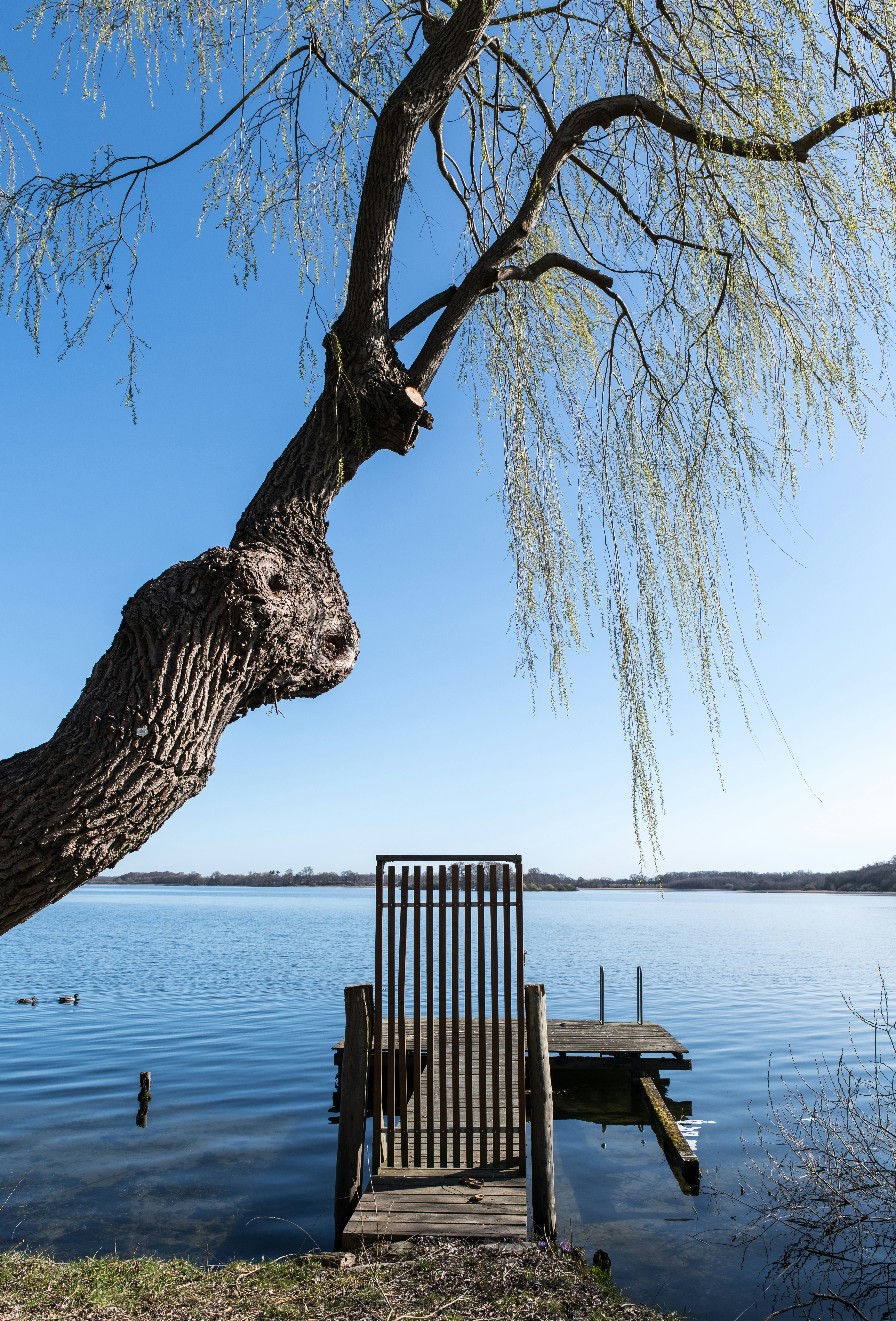 A Quiet Moment by the Weeping Willow