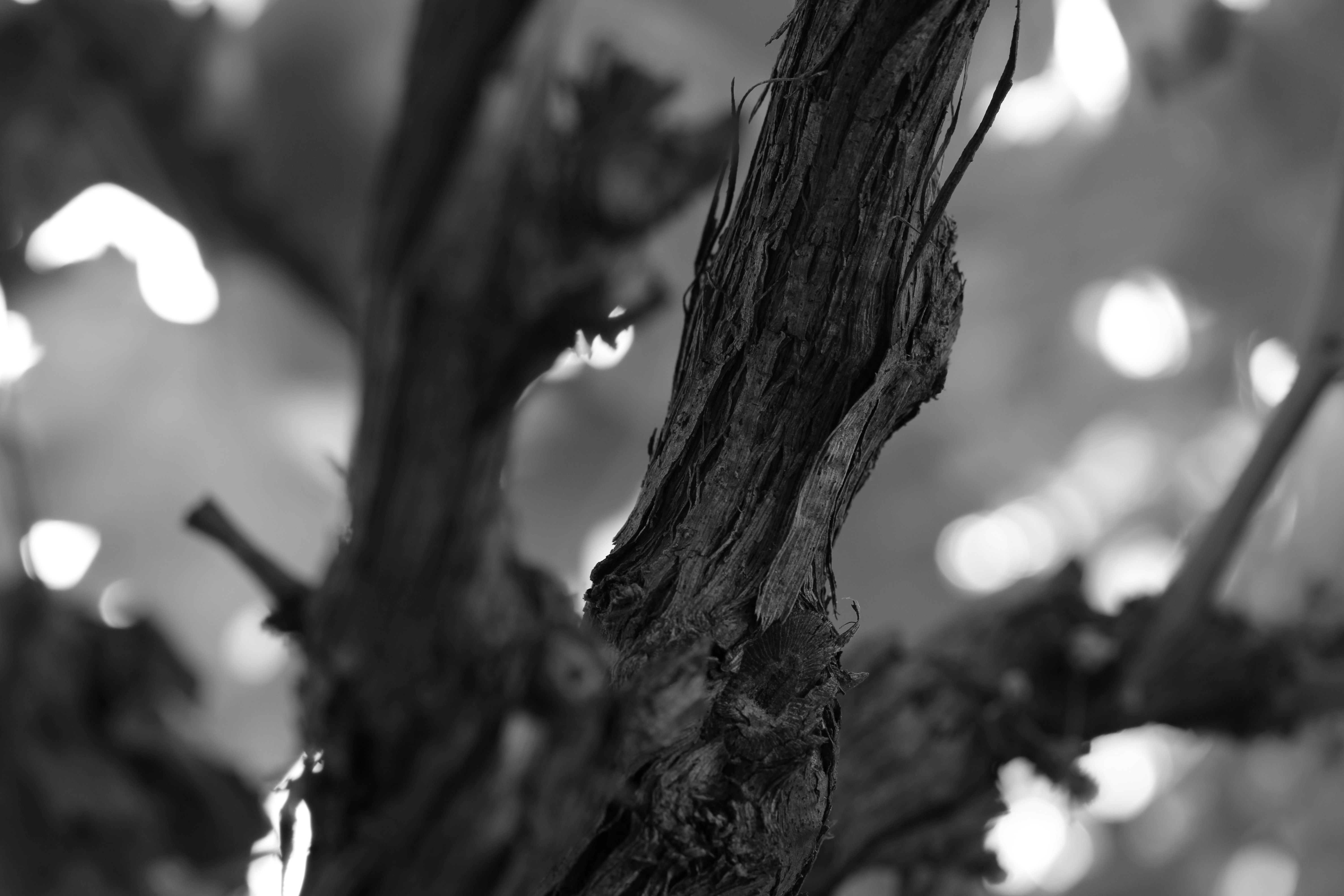 Photo by Susana Bartolome with Canon EOS 2000D