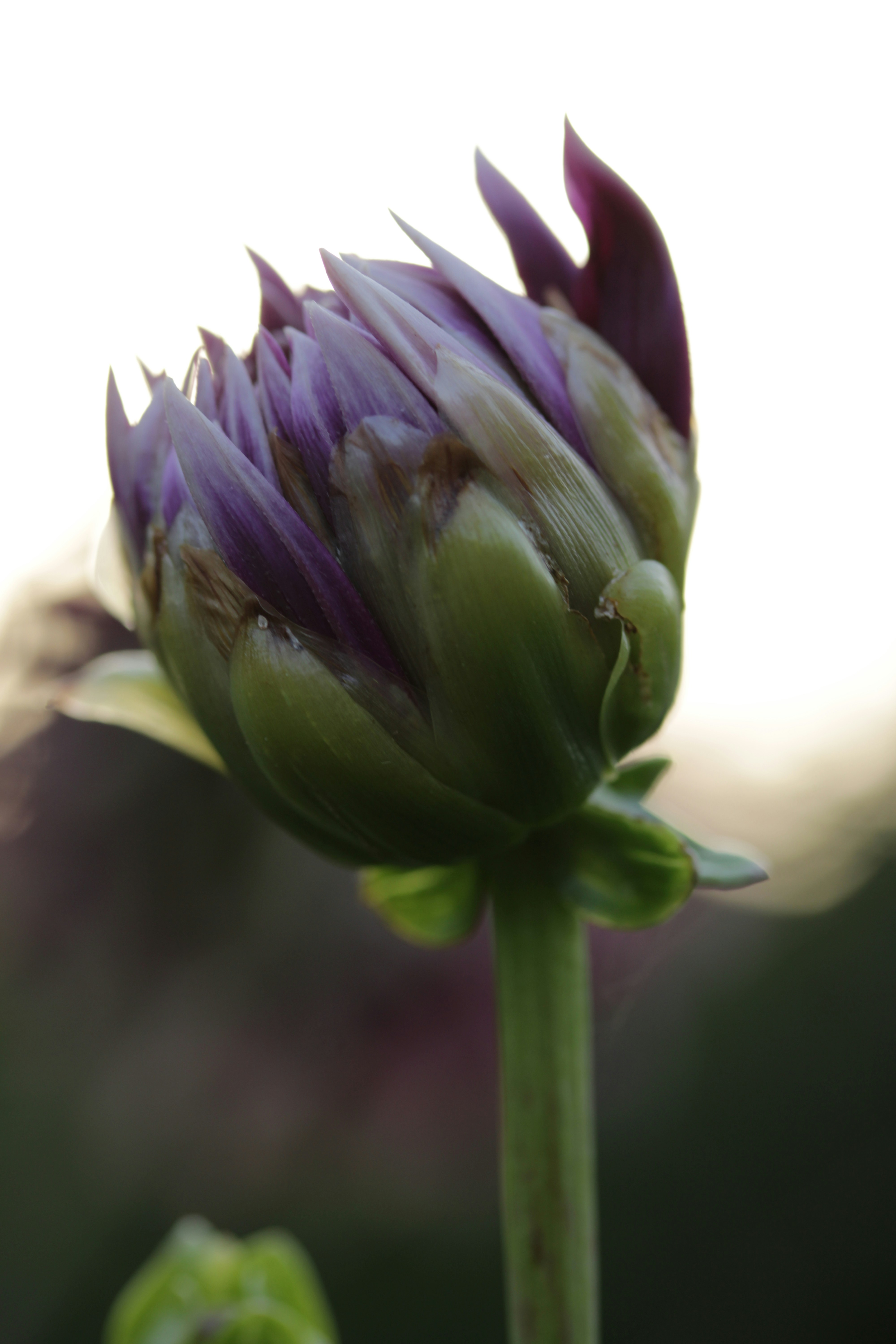 Photo by Susana Bartolome with Canon EOS 2000D