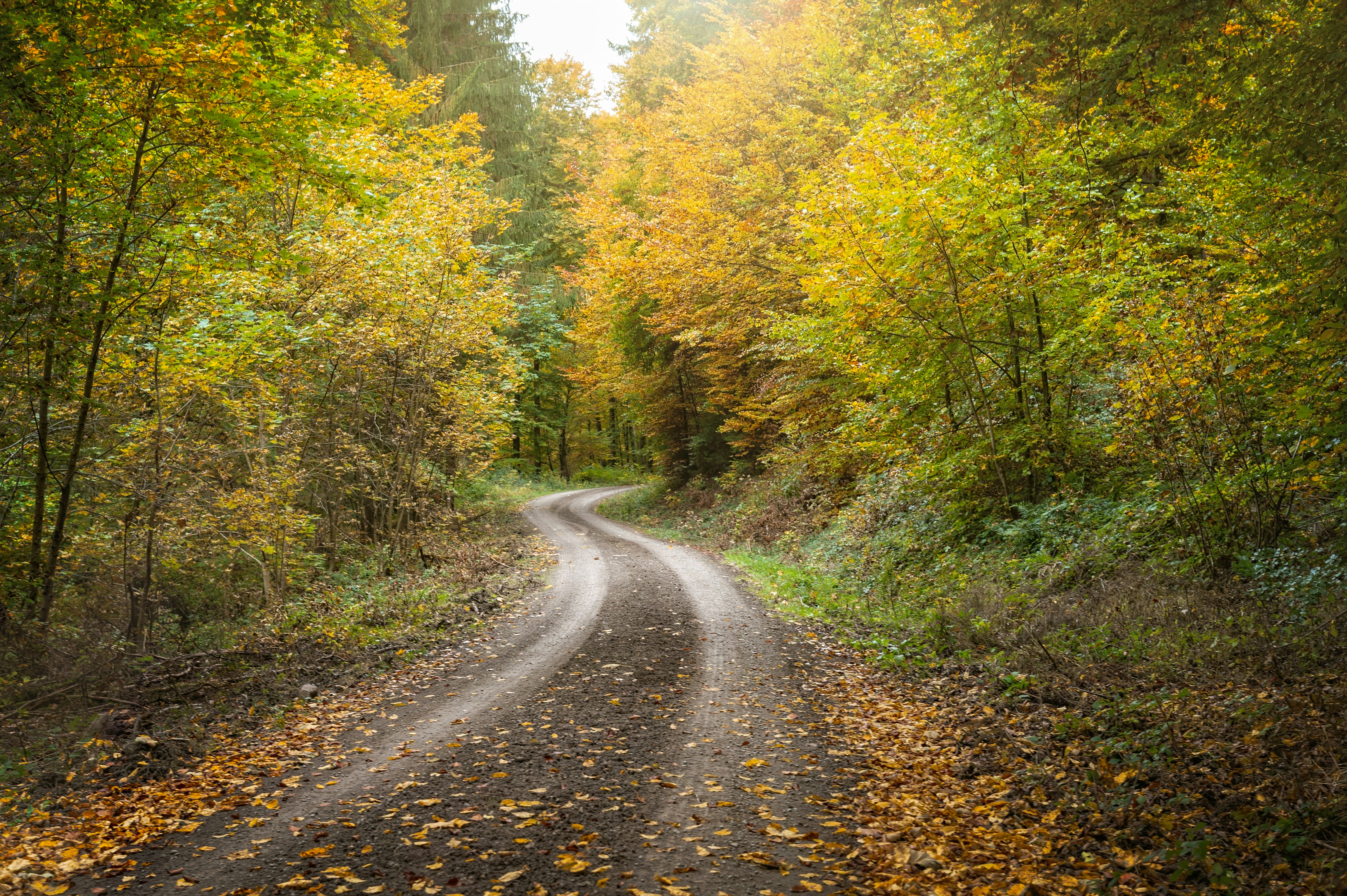 Autumn Pathway: A Leaf-Littered Drive through Golden Pines