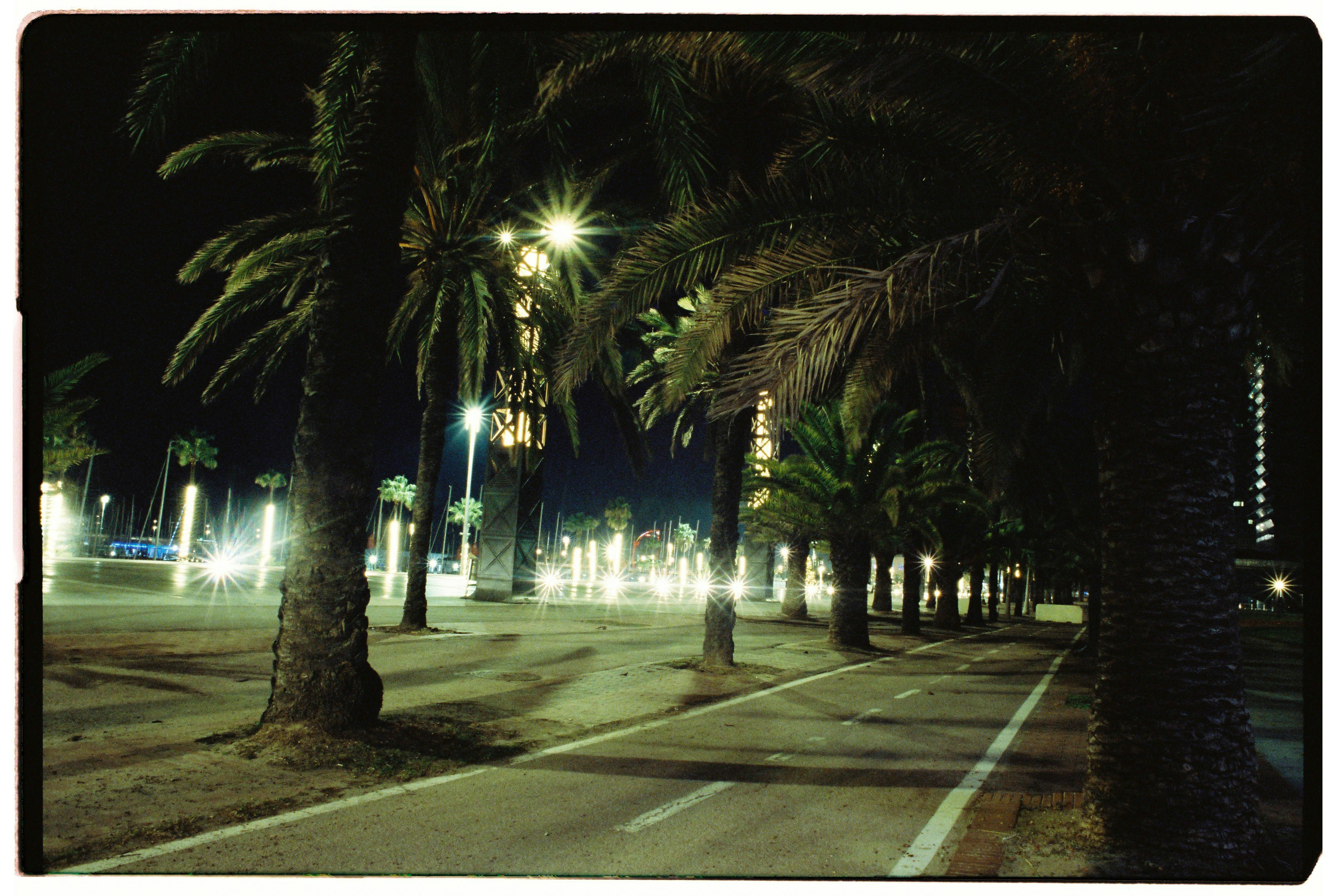 Night Palm Promenade: Streetlight Aisle Under Leveled Canopies