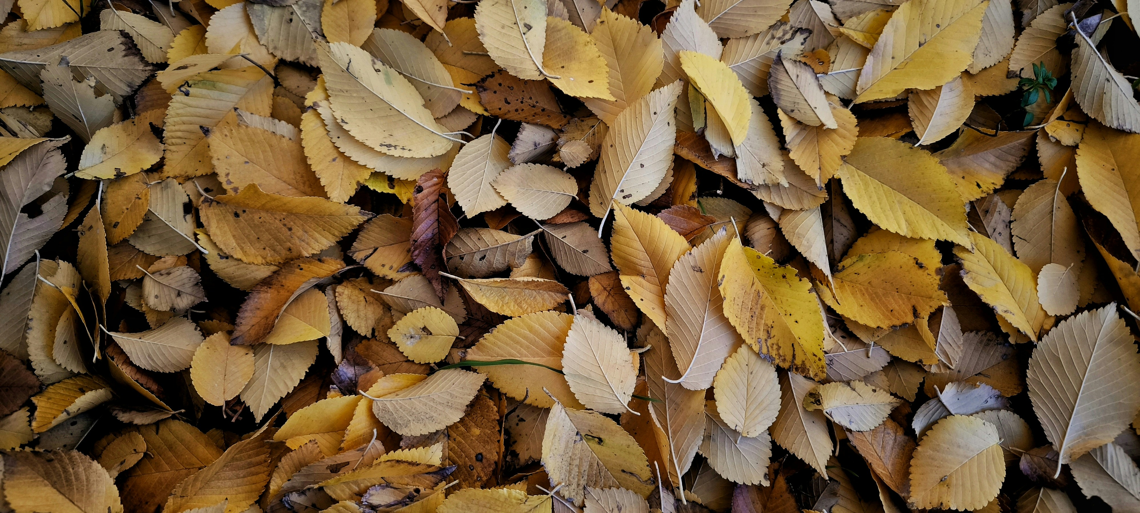 Pile of fallen autumn leaves in yellow and brown.