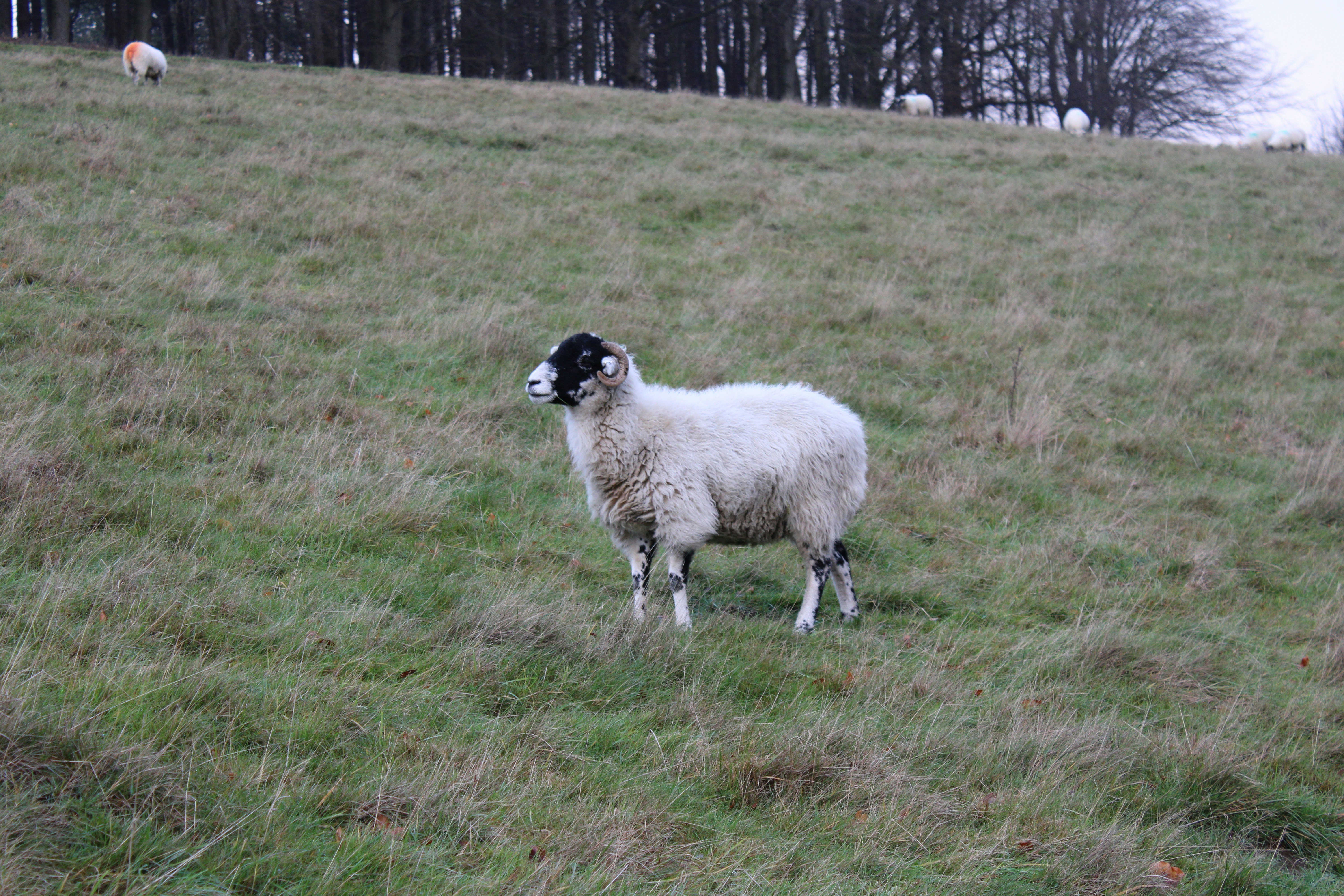 Photo by Ben Marler with Canon EOS 2000D