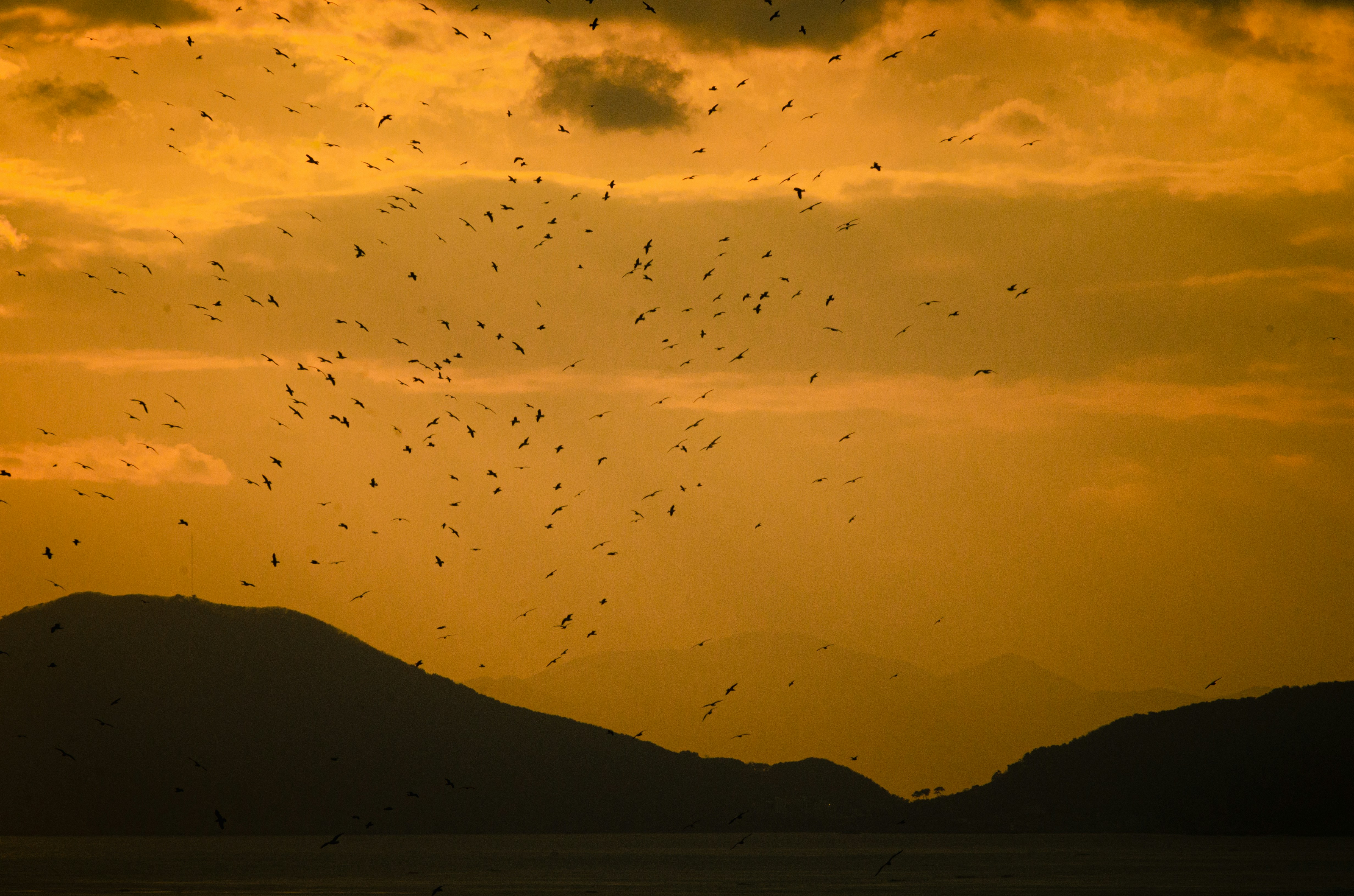 Hordes at Dusk: A Golden Flight Across Quiet Peaks