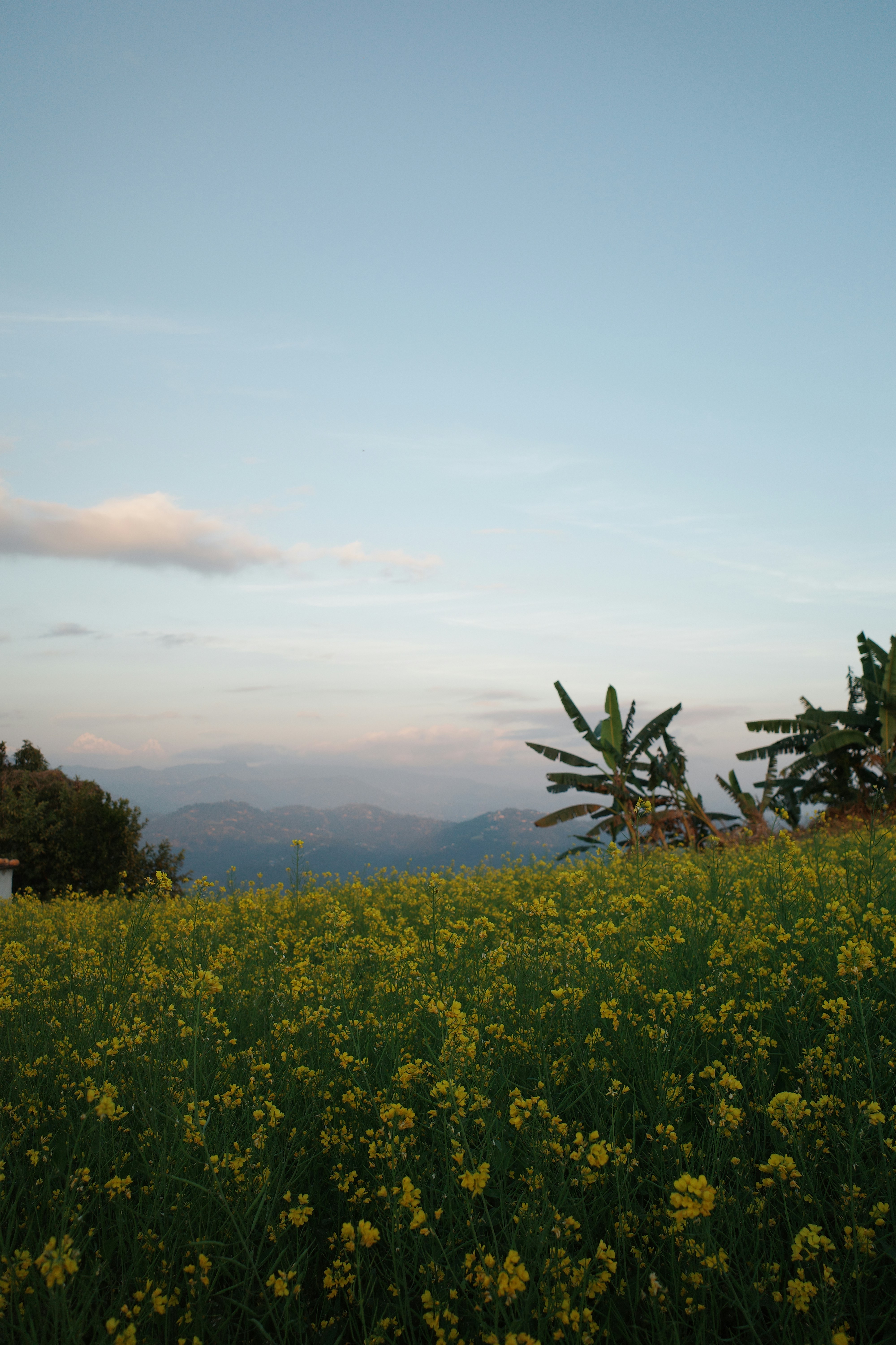 Golden Field at Distant Blue Ridge