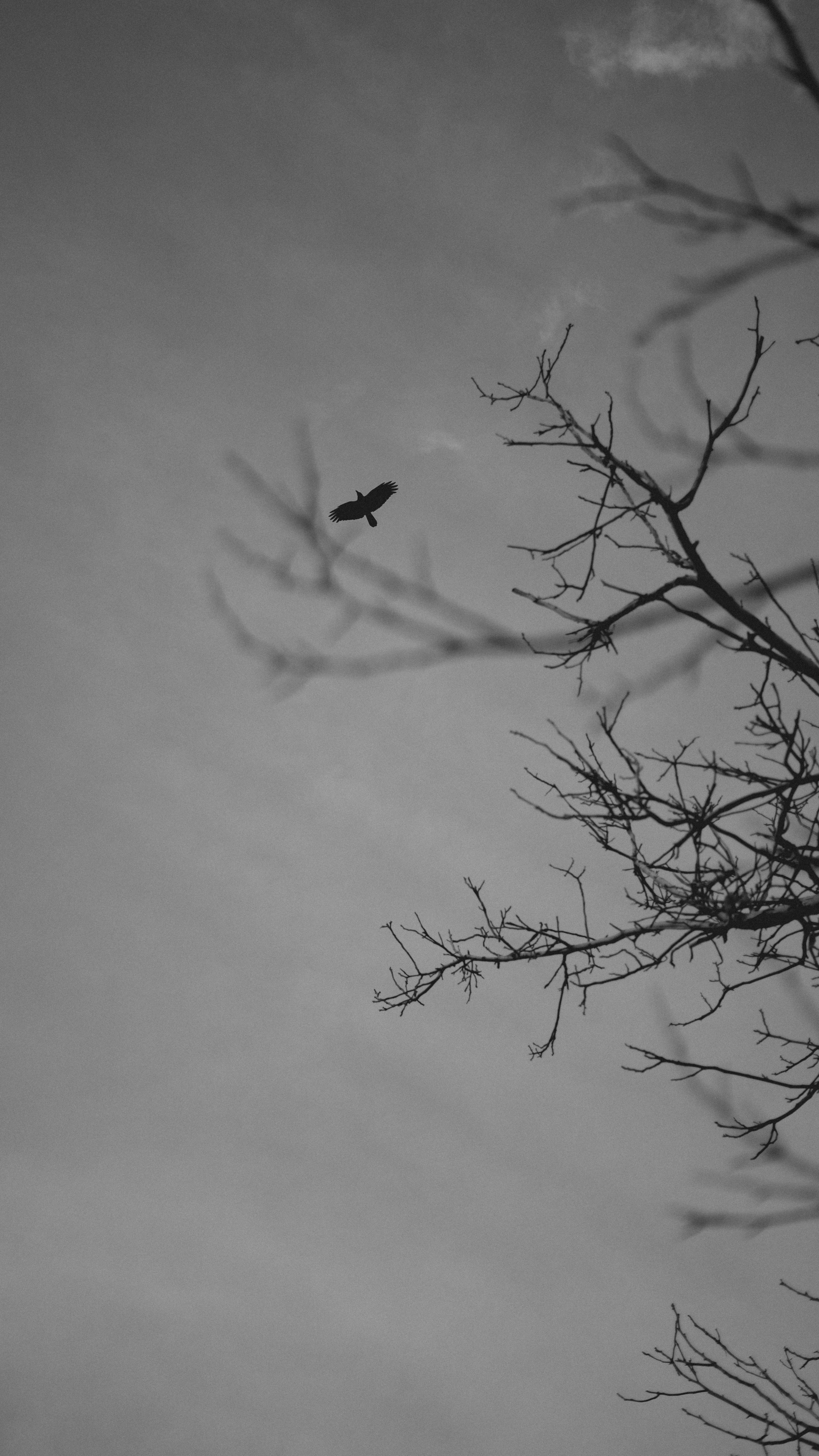 A bird flies past bare tree branches against the sky. photo – Free Bird ...