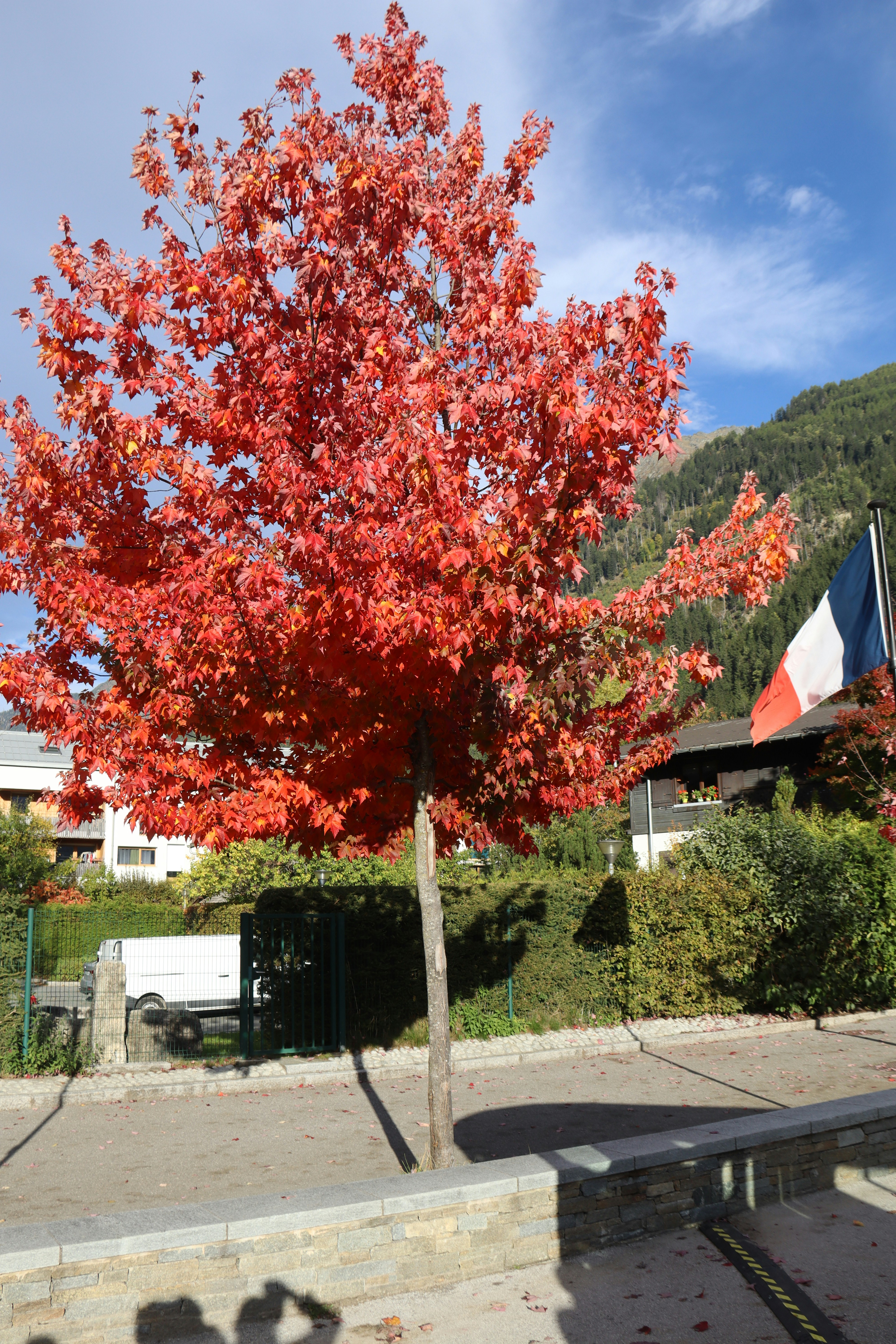 Crimson Maple in a European Streetscape