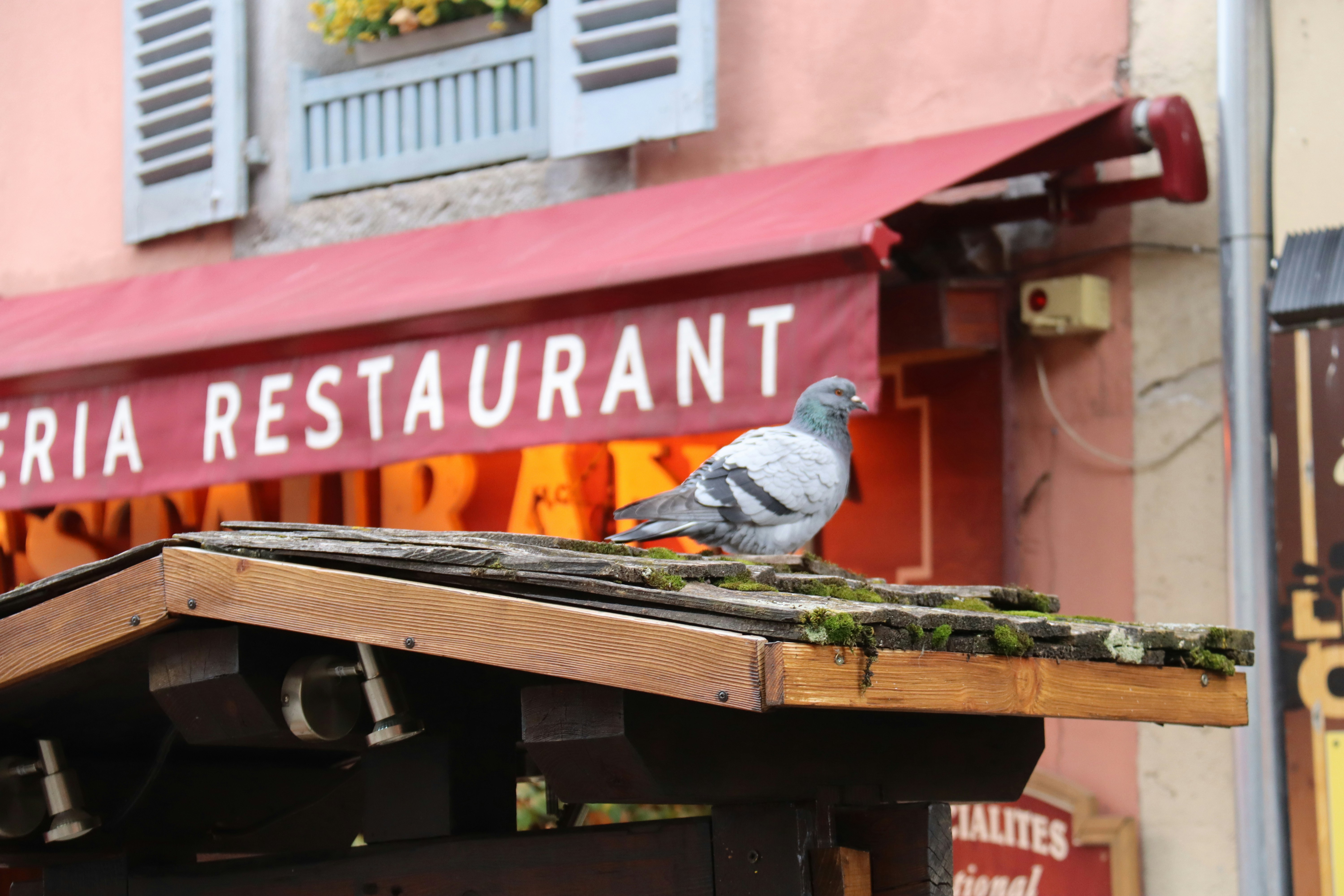 Pigeon on a mossy roof over a sunlit café facade