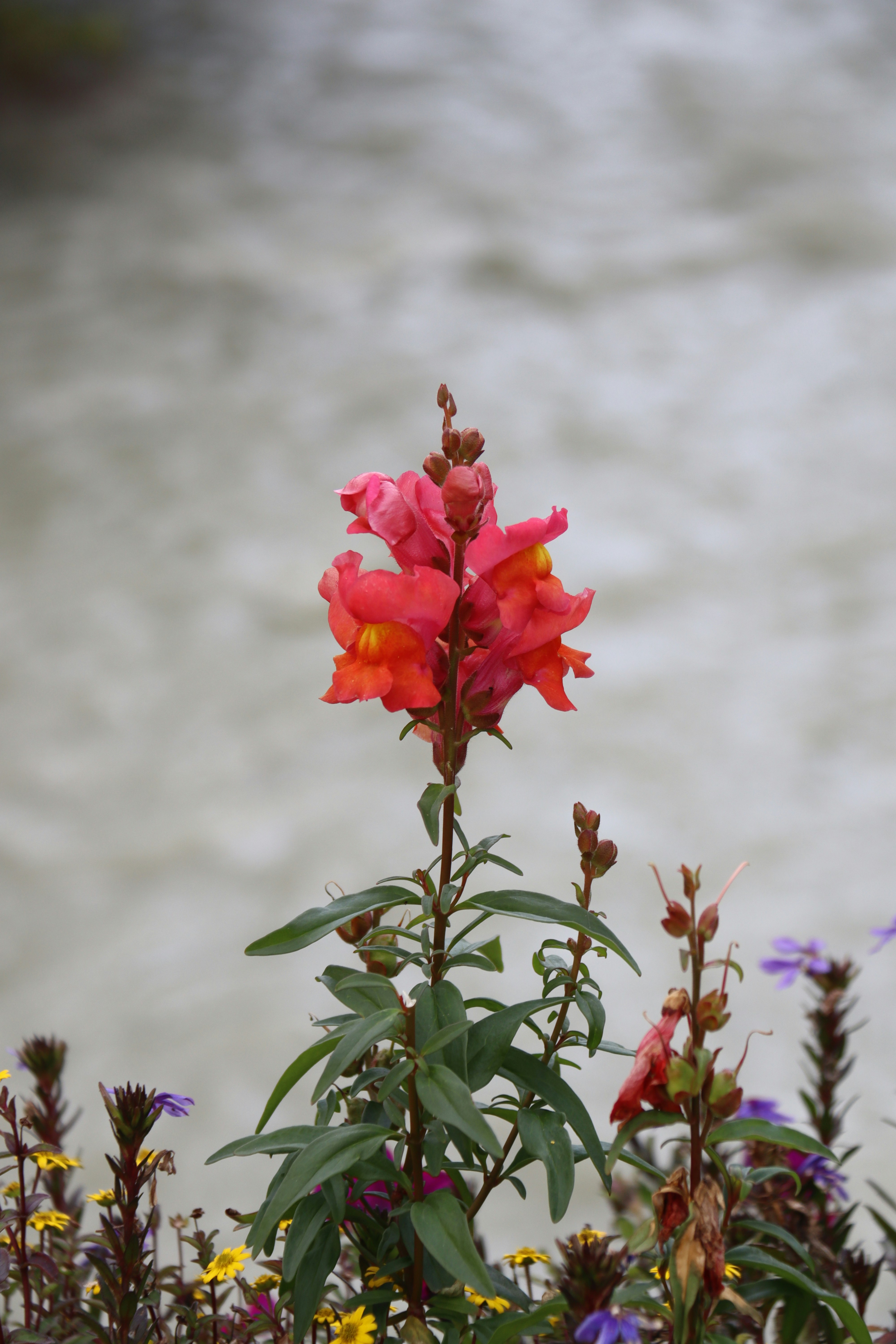 Pink snapdragon bloom reaching toward a calm stream