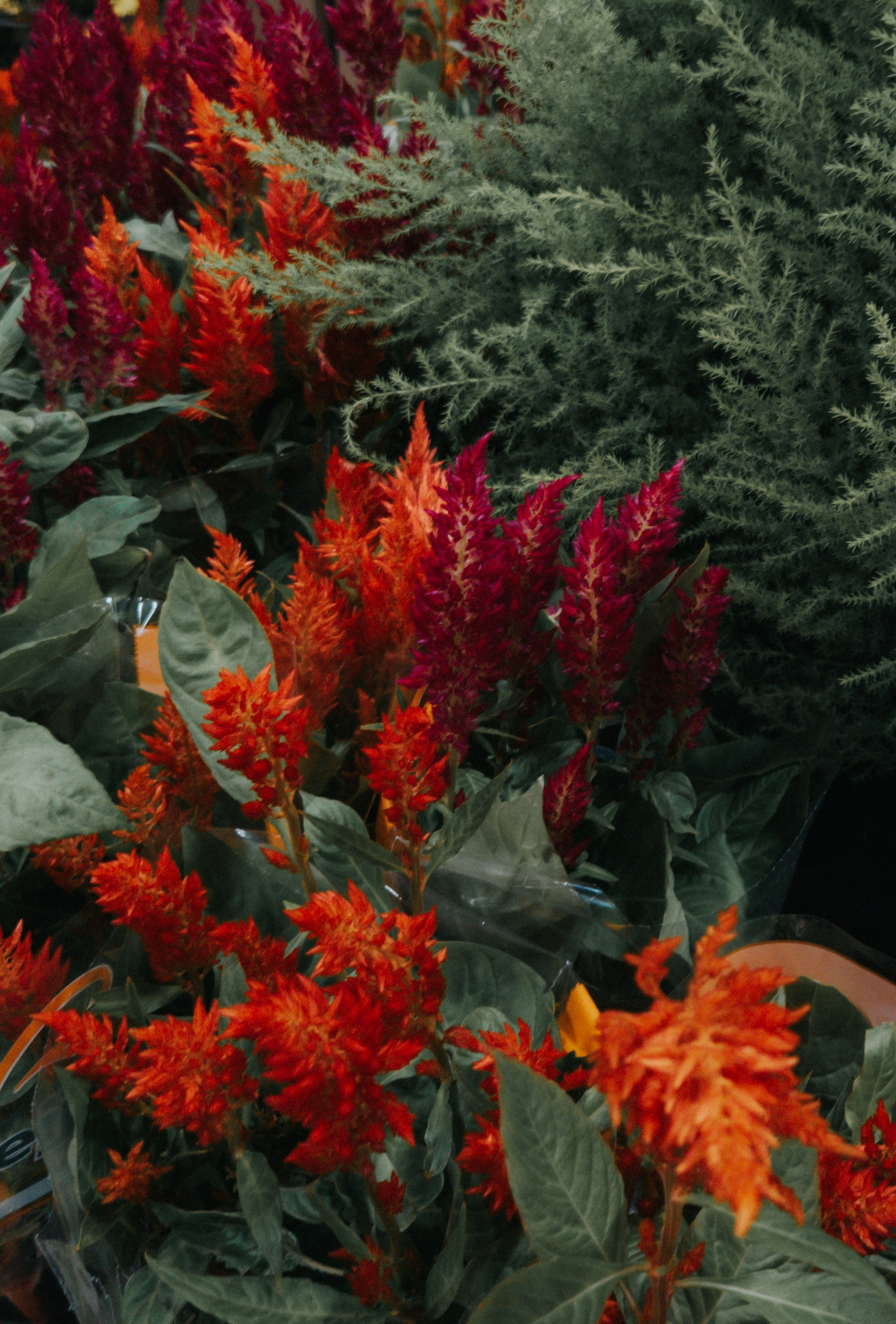 Fiery Celosia Folk Dress of Autumn Hues