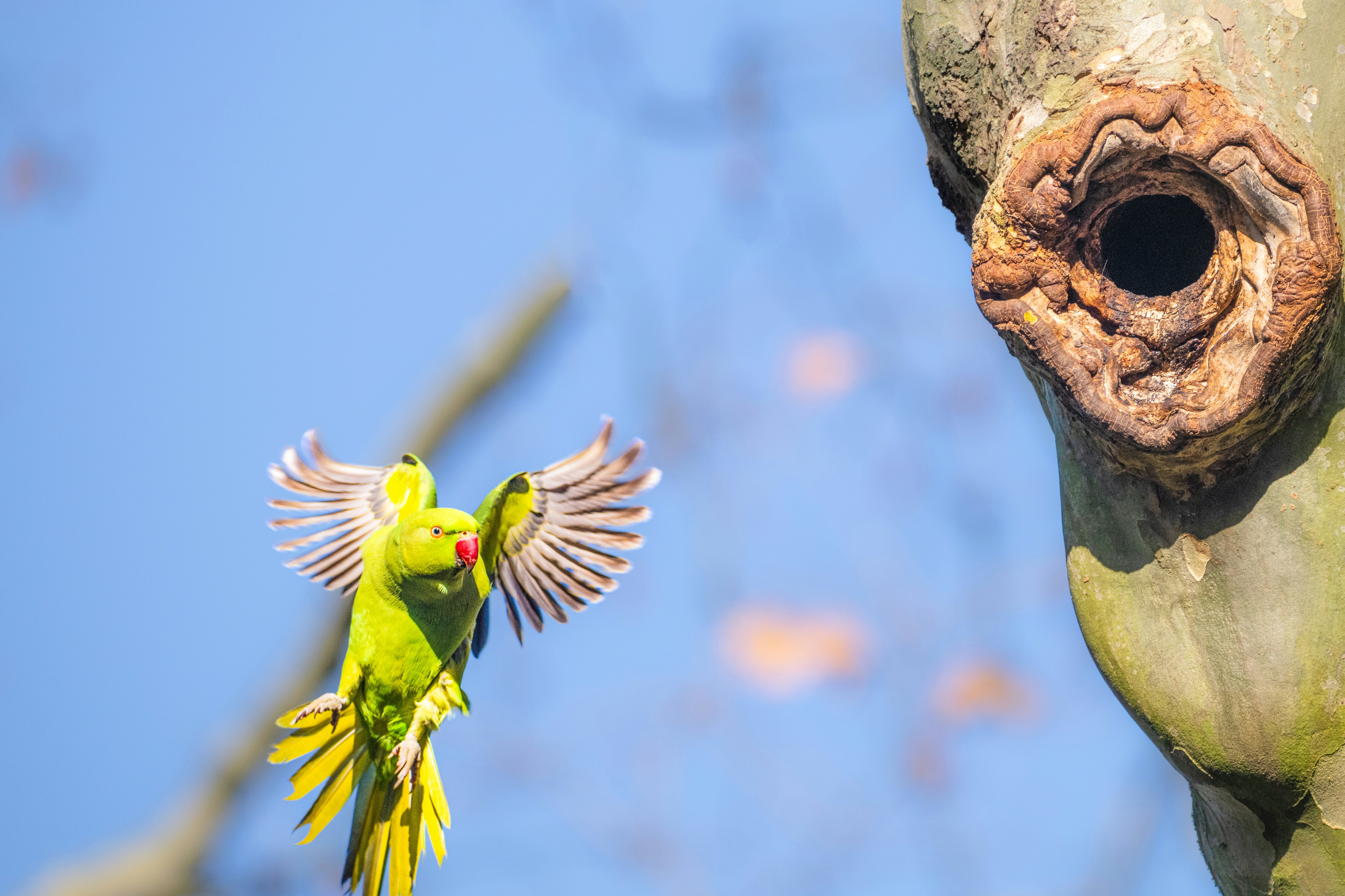 Photo by Siegfried Poepperl with Nikon Z8