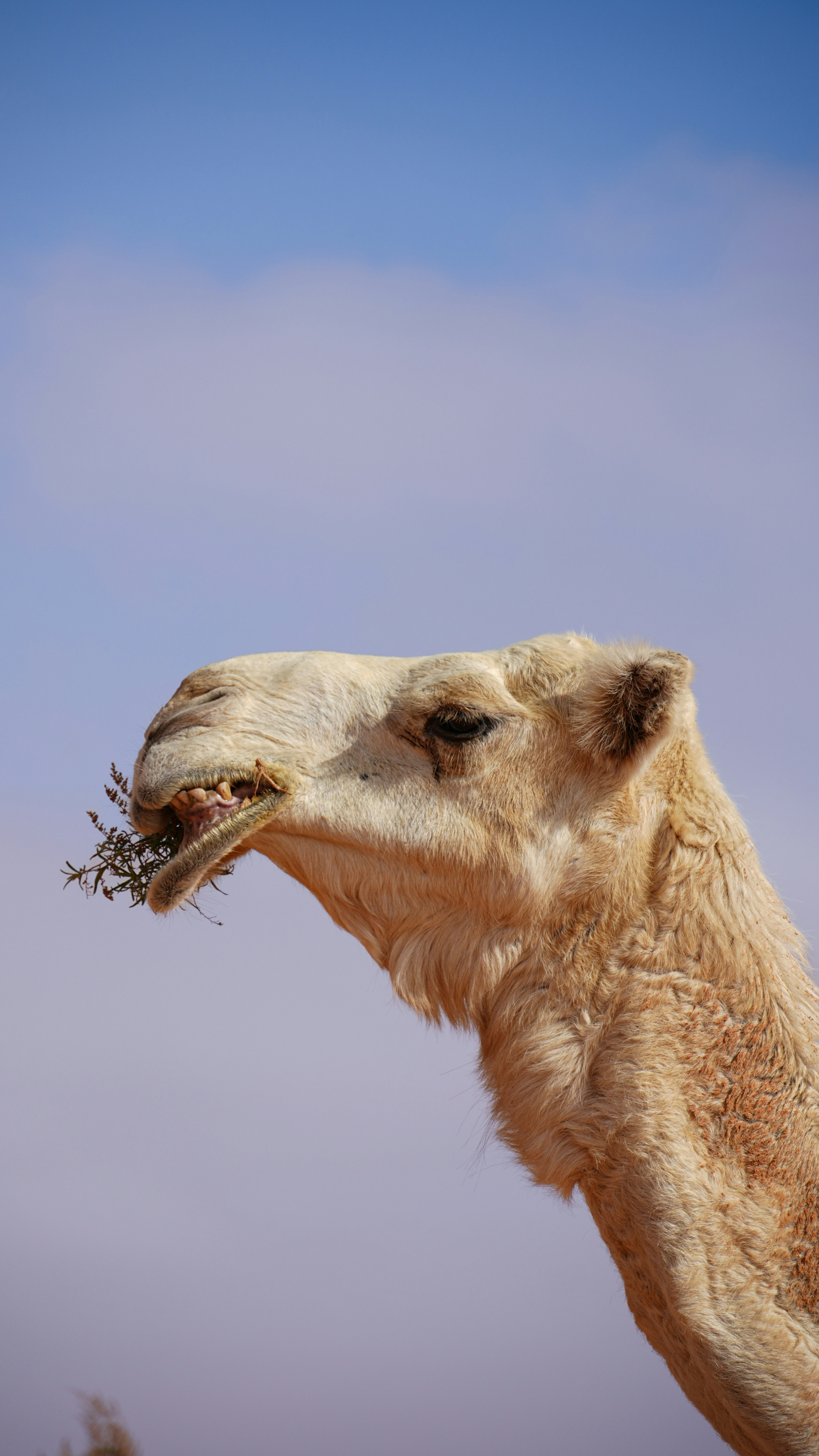 Neck and Nib: A Camel’s Quiet Chew in the Open Sky