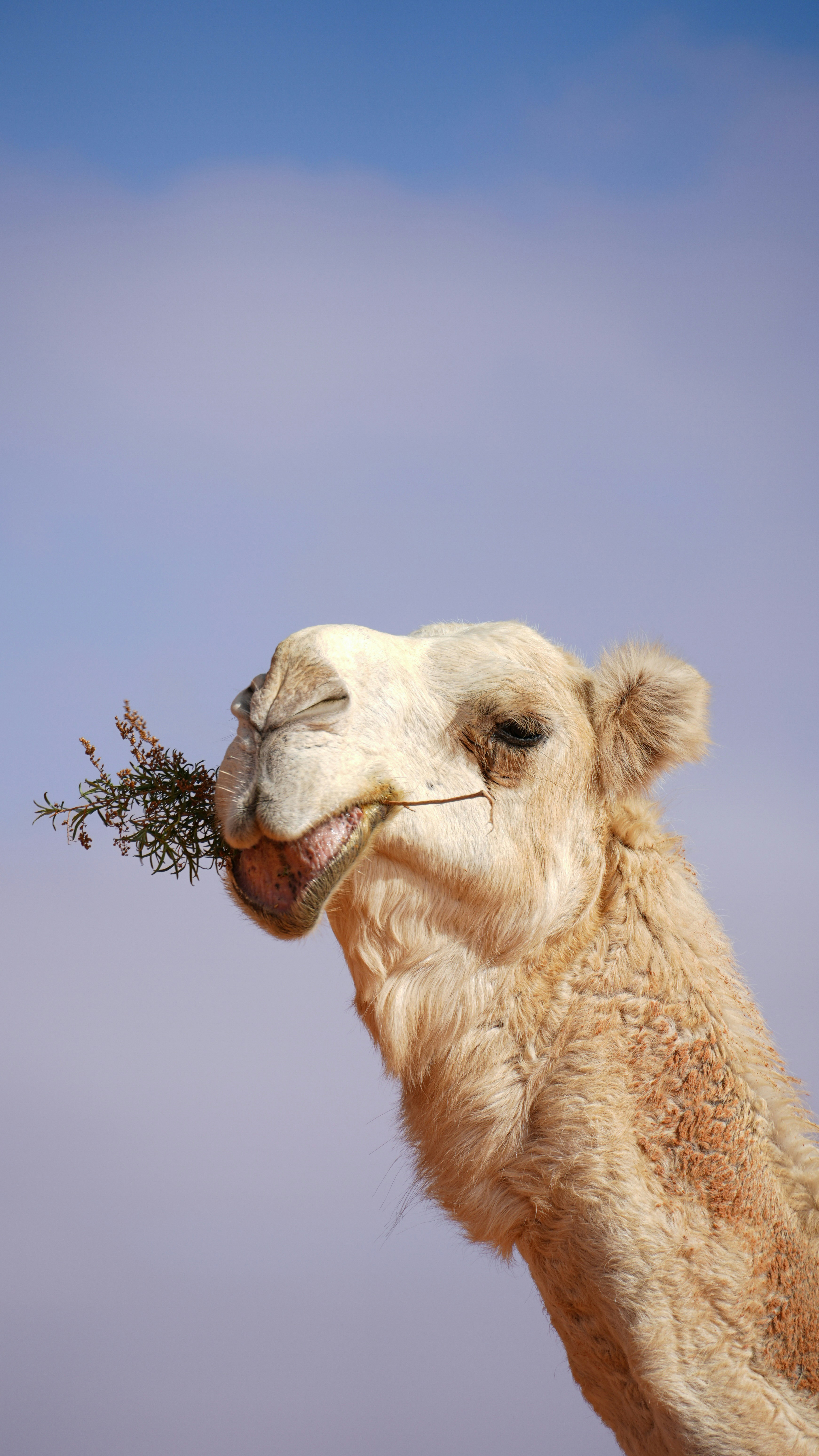 Hushed Gaze, Wind-Swept Donut: A Camelid Portrait in Soft Focus