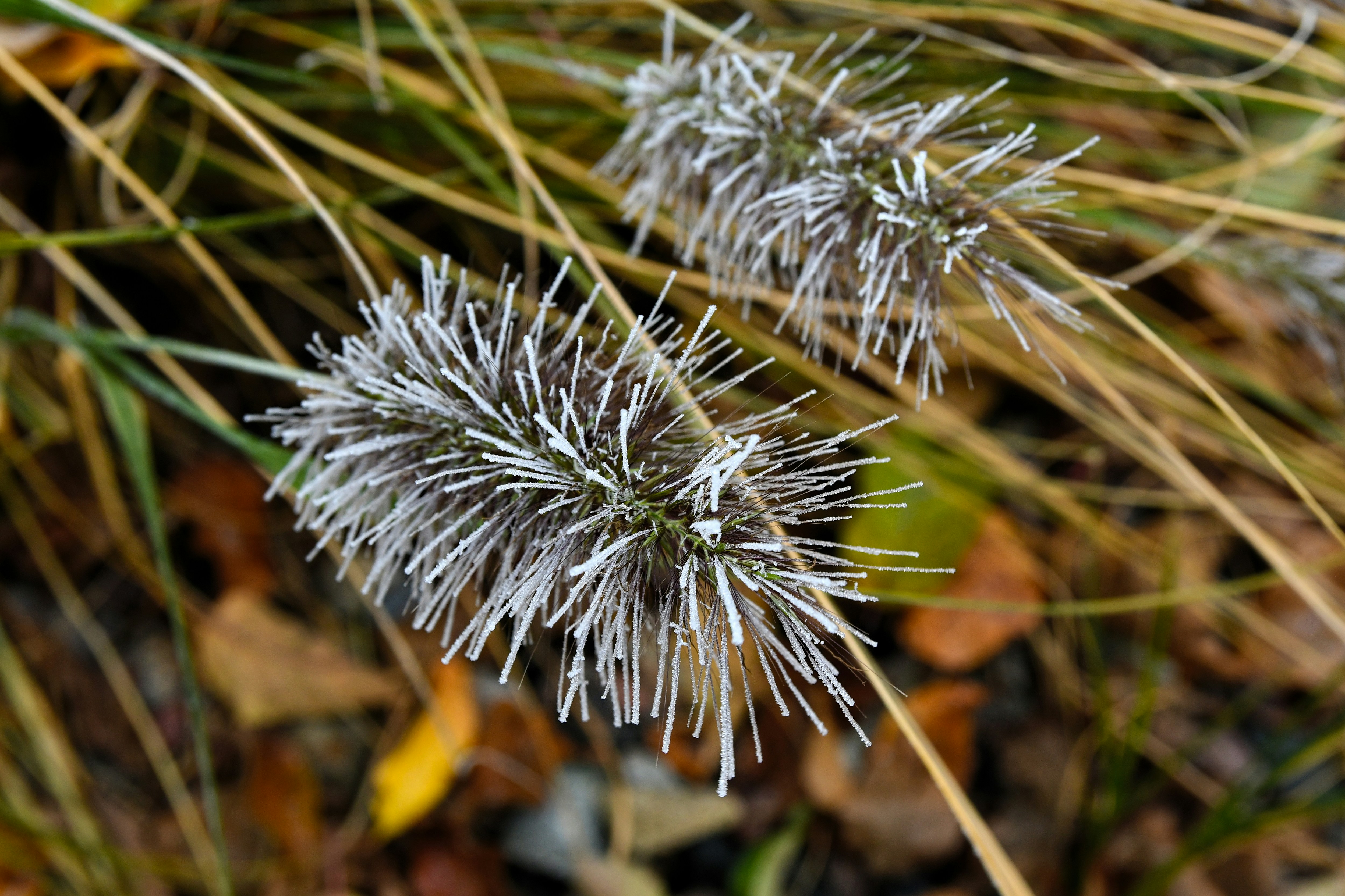 Frosted Seed Heads Amid Autumn Reed
