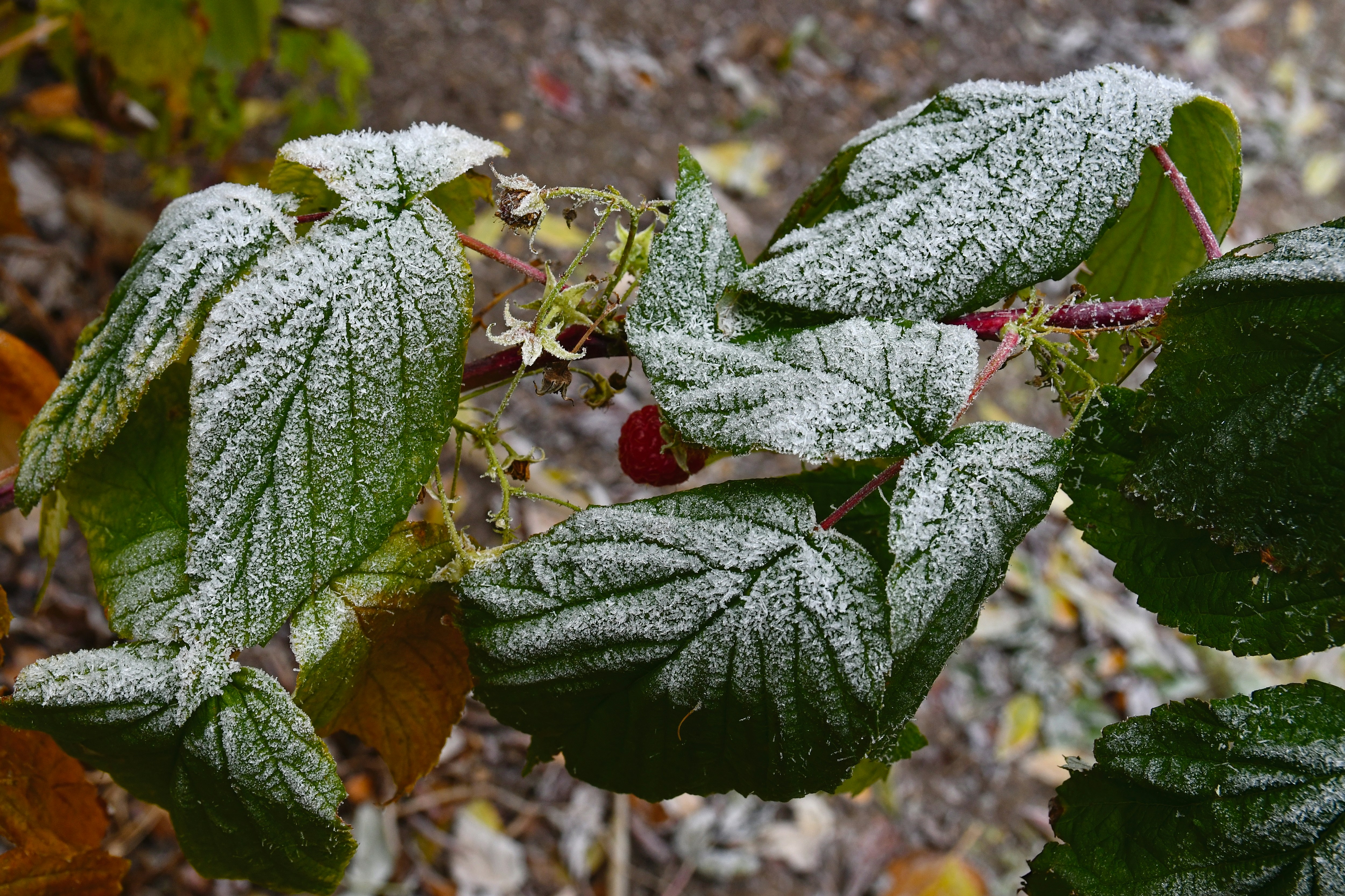 Frosted Leaves in Early Autumn Light