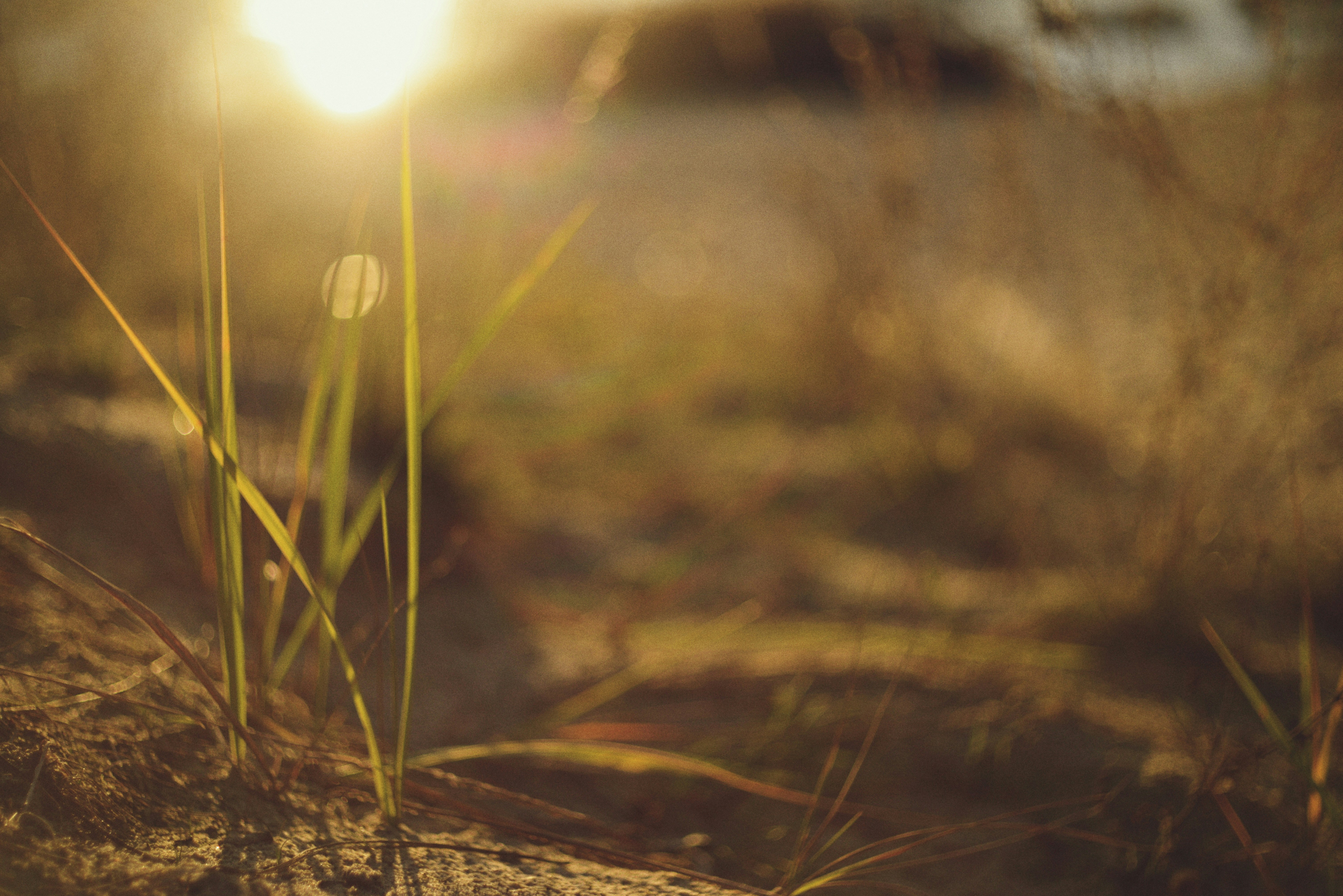 Golden Dawn: Dewlit Grass at Sunrise